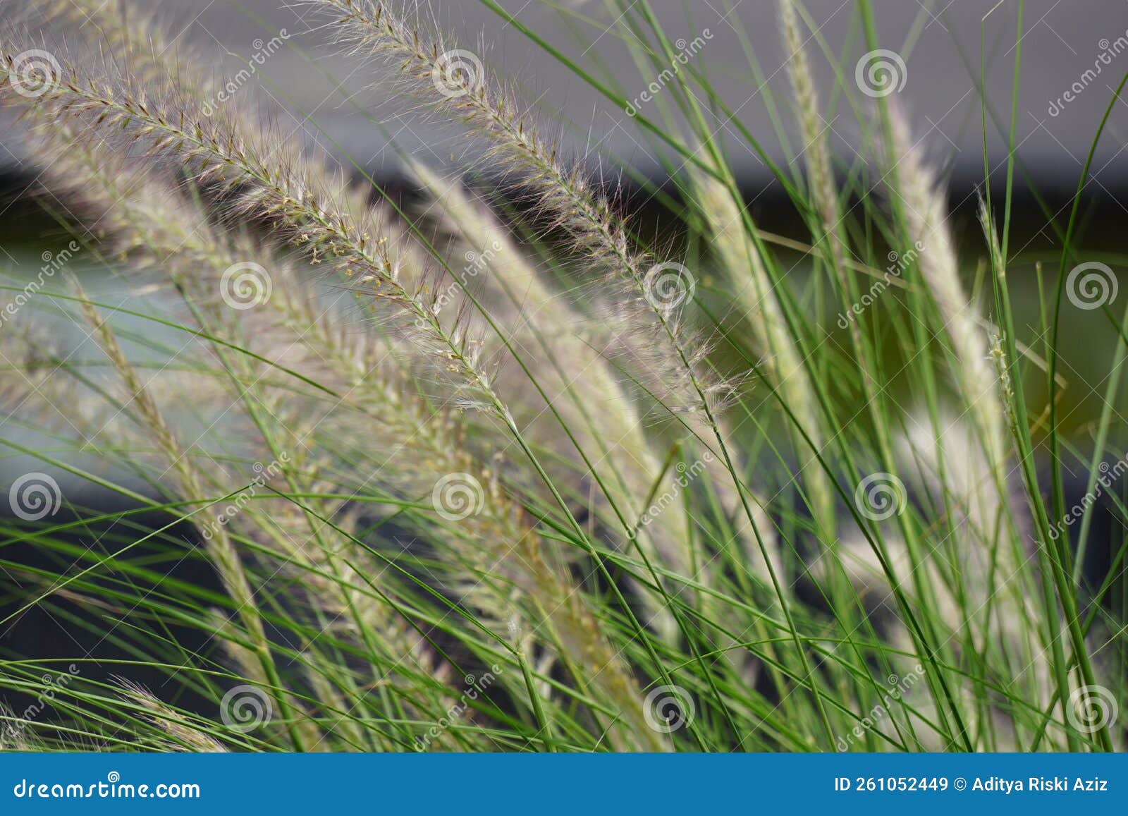 Pampass Grass Also Called Alang Alang Bunga Kemoceng In The Garden Stock Image Image Of