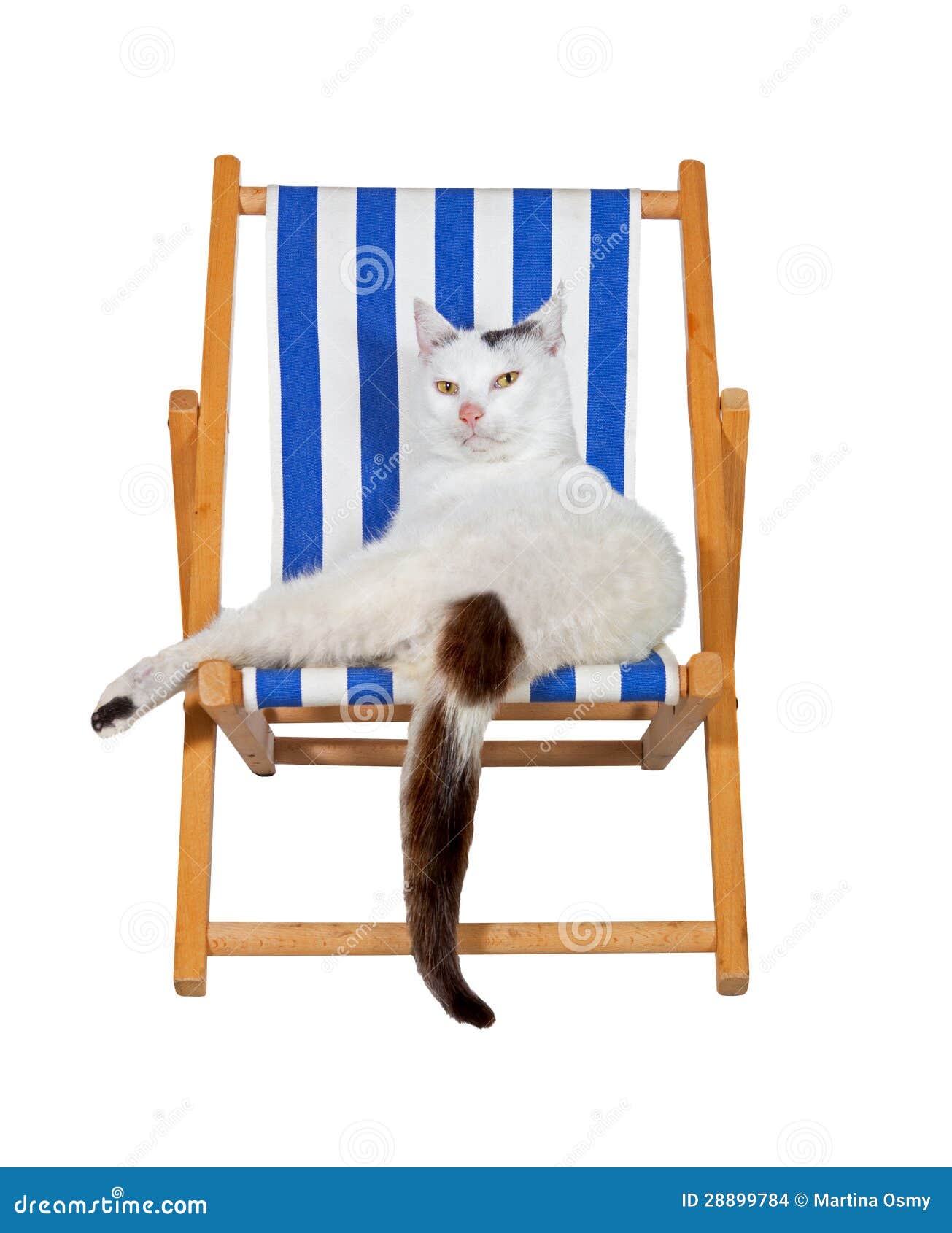 Pampered Cat on a Deckchair Stock Photo - Image of wellbeing, animal ...