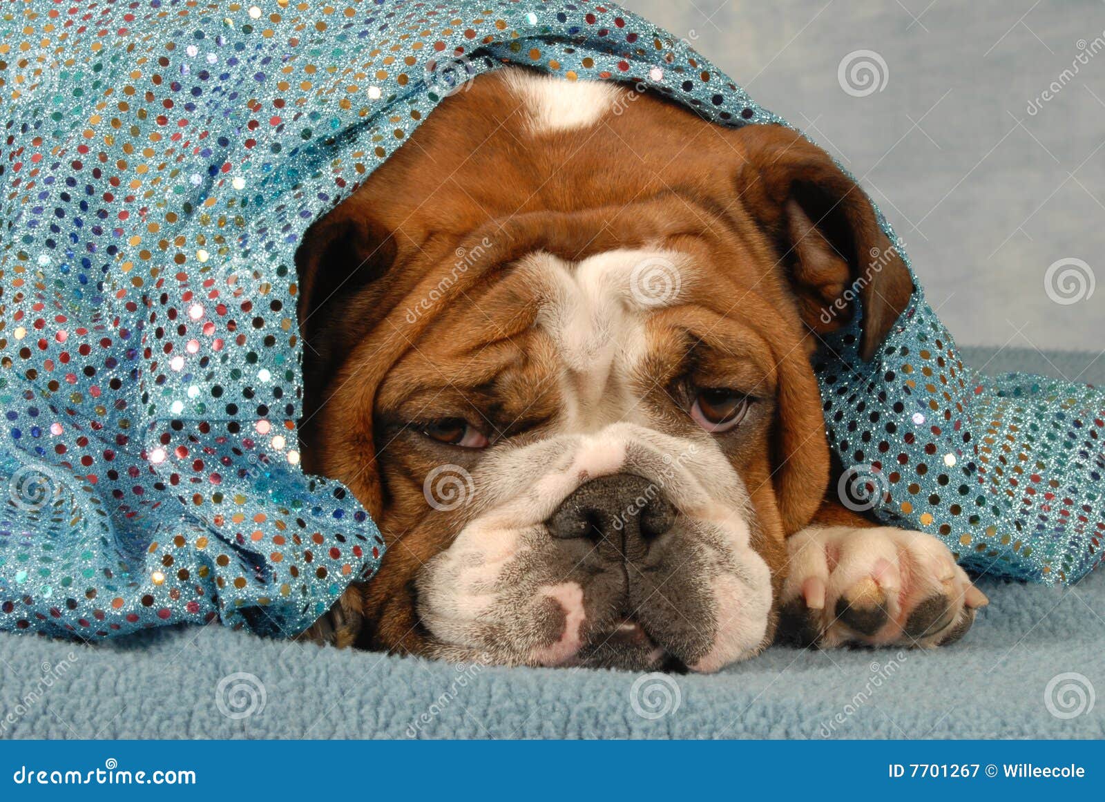 Pampered dog stock image. Image of lips, funny, animal - 7701267