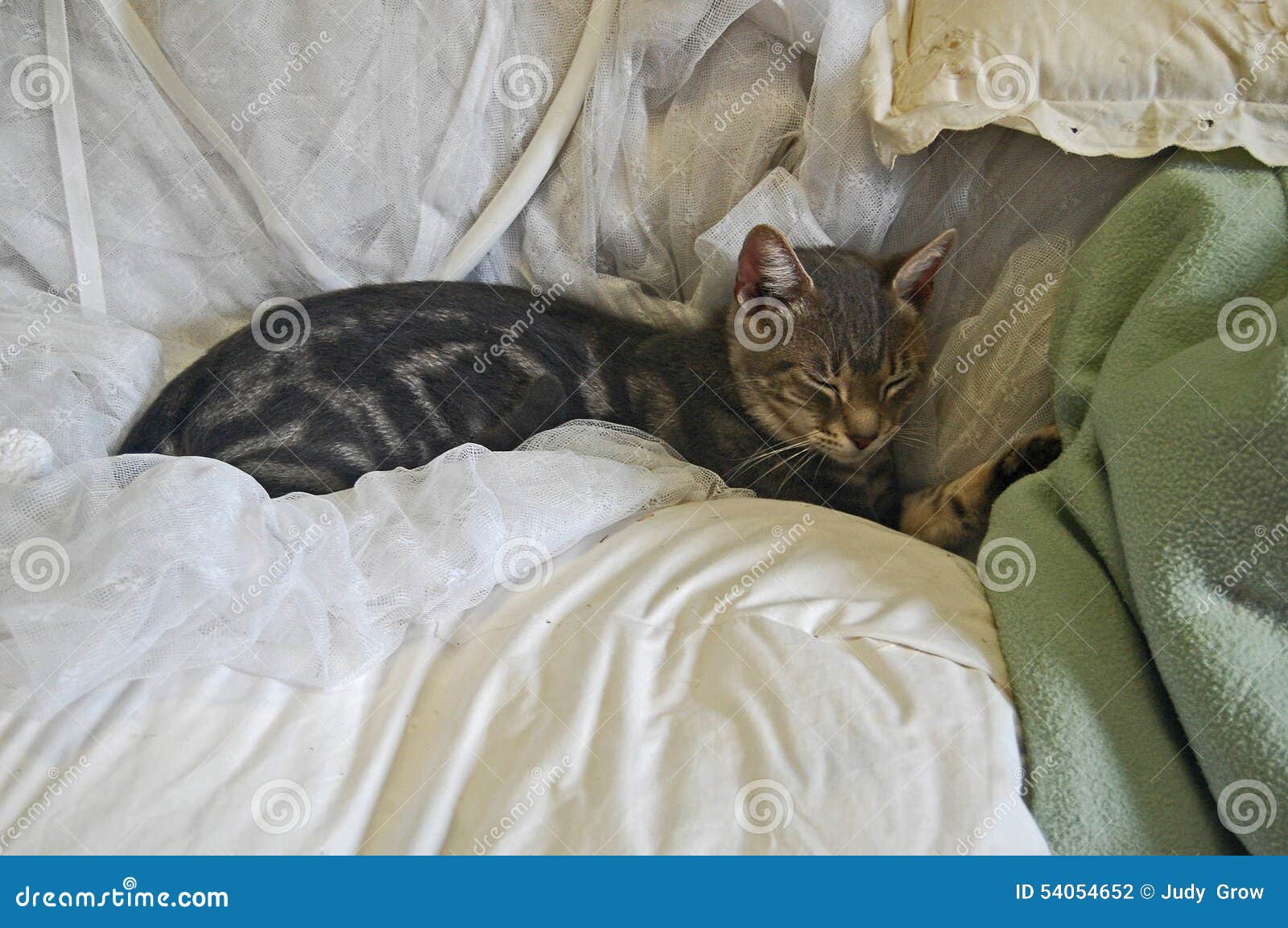 Pampered kitty stock photo. Image of snuck, place, resting - 54054652