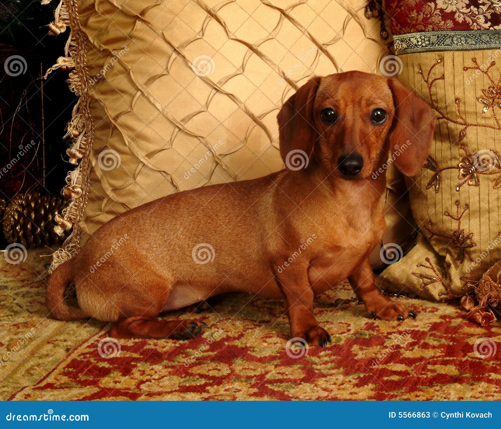 Pampered Pet stock image. Image of canine, canines, puppies - 5566863