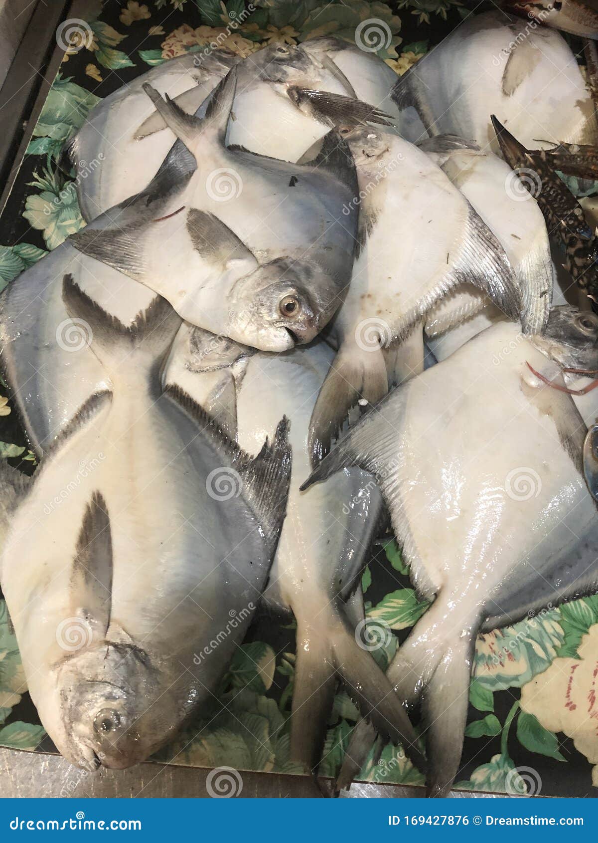 Pamphlet Fish Stock Photos - Free & Royalty-Free Stock Photos from ...