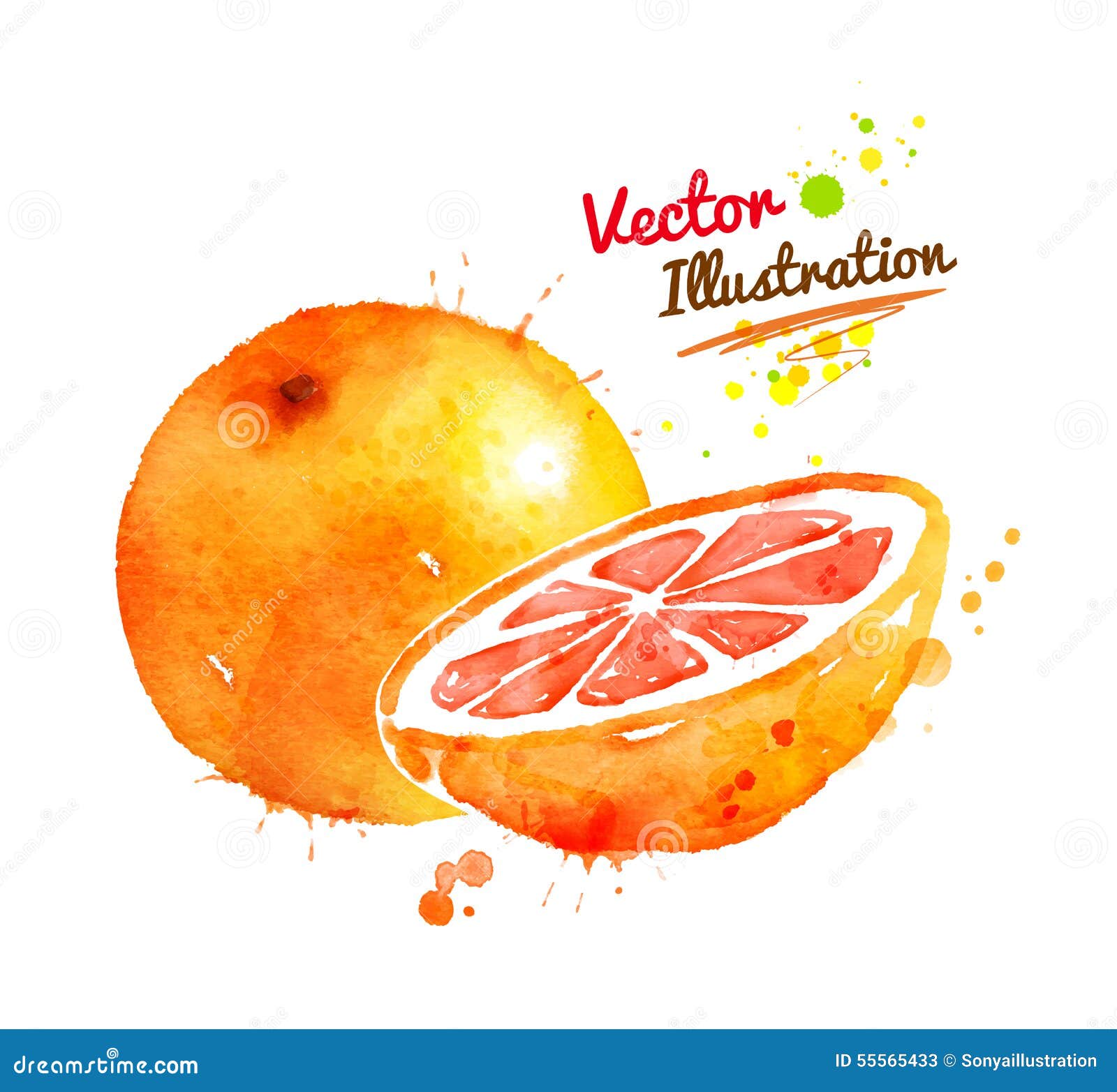 Pamplemousse d'aquarelle illustration de vecteur. Illustration du ...