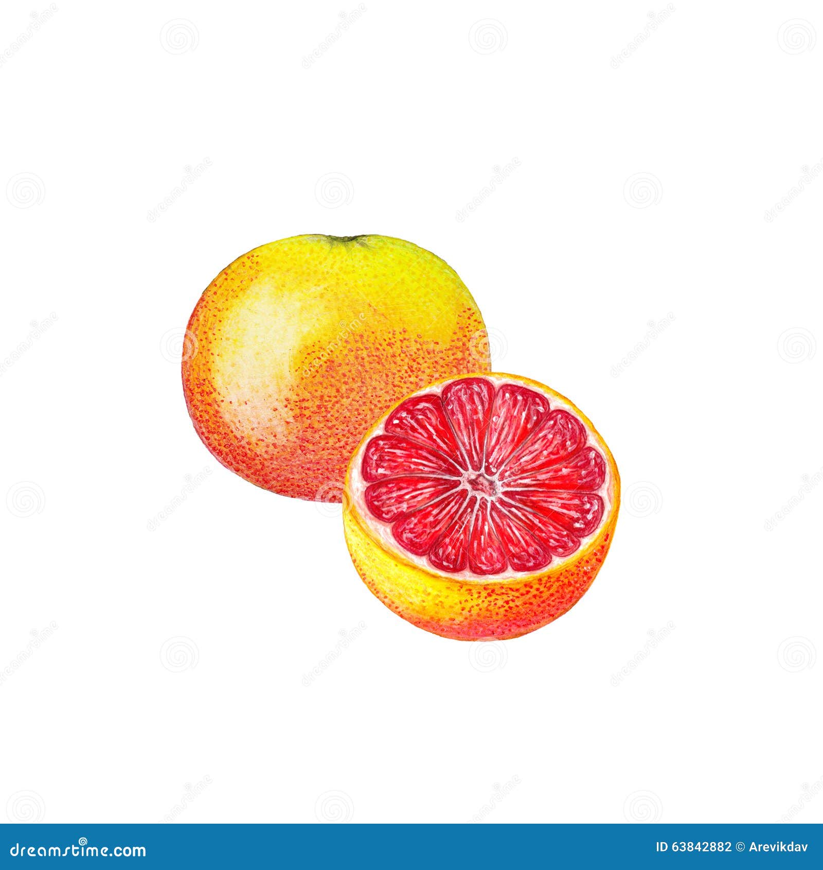 Pamplemousse d'aquarelle photo stock. Image du normal - 63842882