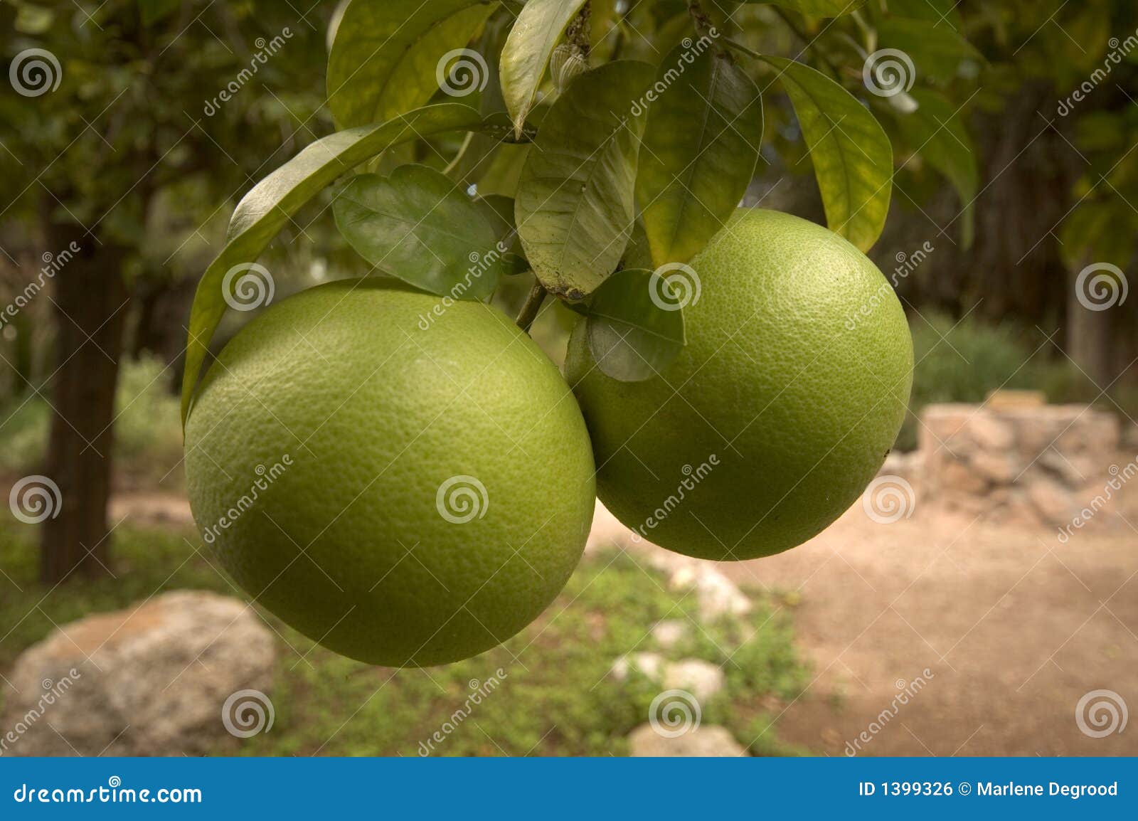 Pamplemousse vert photo stock. Image du grand, arrêter - 1399326