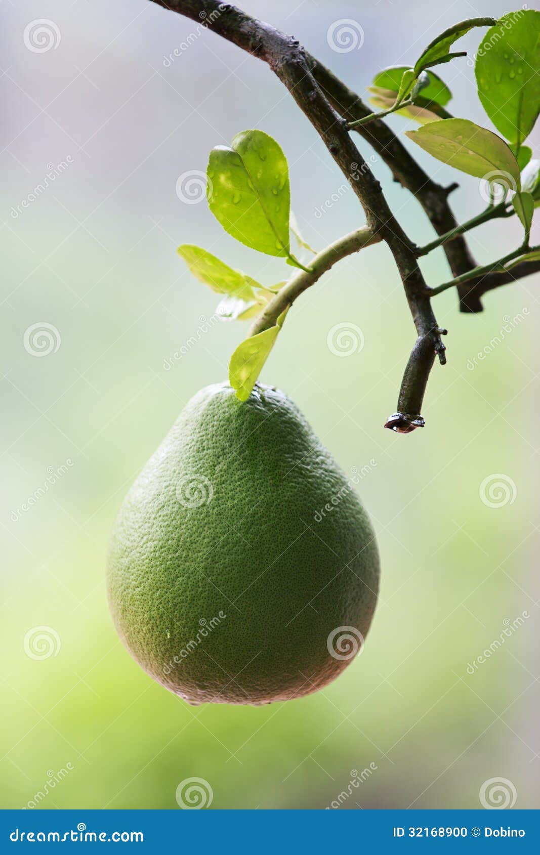 Pamplemousse vert photo stock. Image du frais, fruits - 32168900