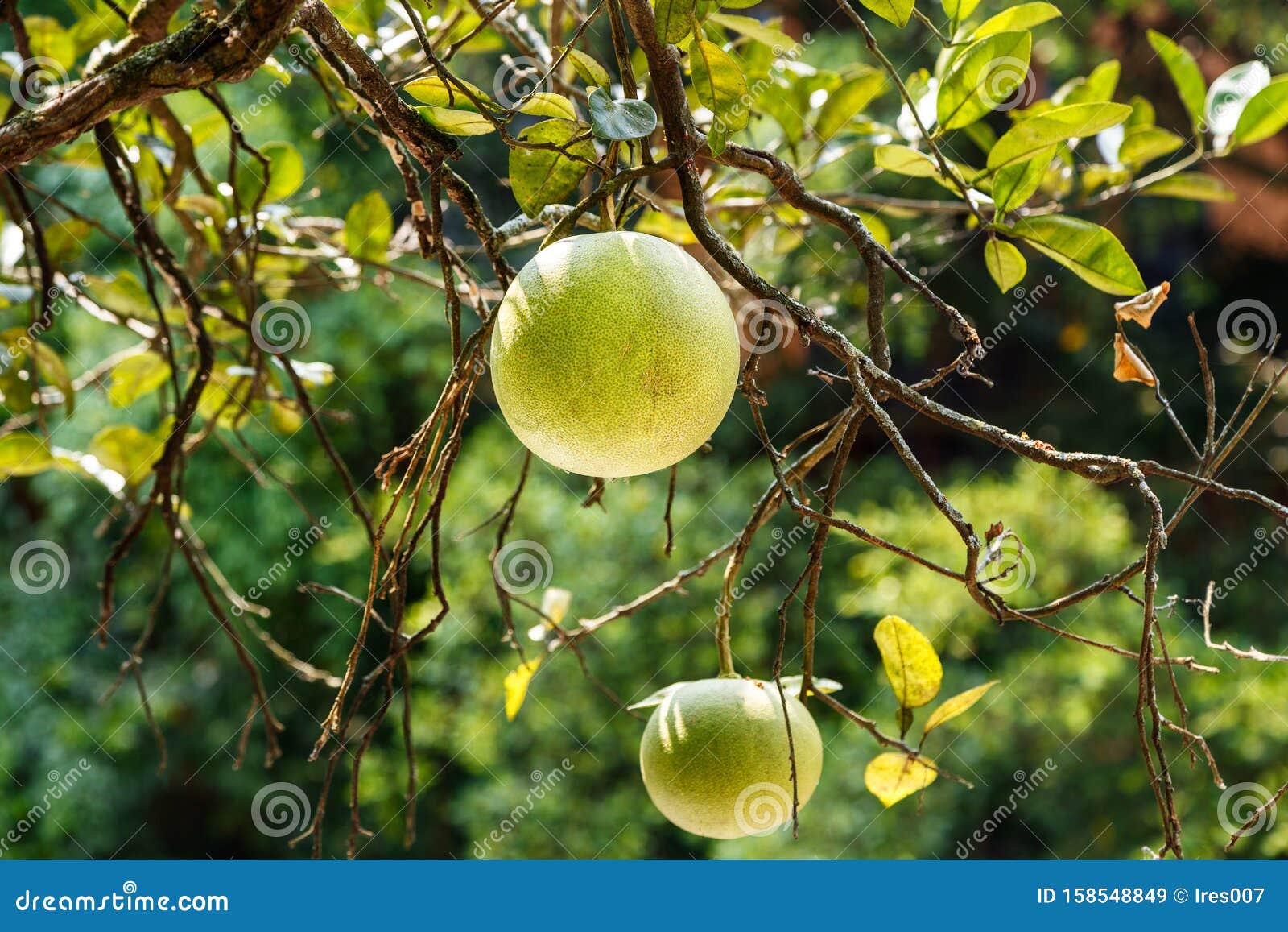 Pamplemousse Vert Sur Une Branche D'arbre Image stock - Image du ...