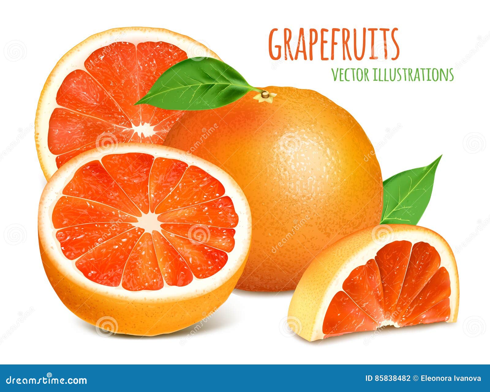 Pamplemousses De L'illustration OD De Vecteur Illustration de Vecteur ...