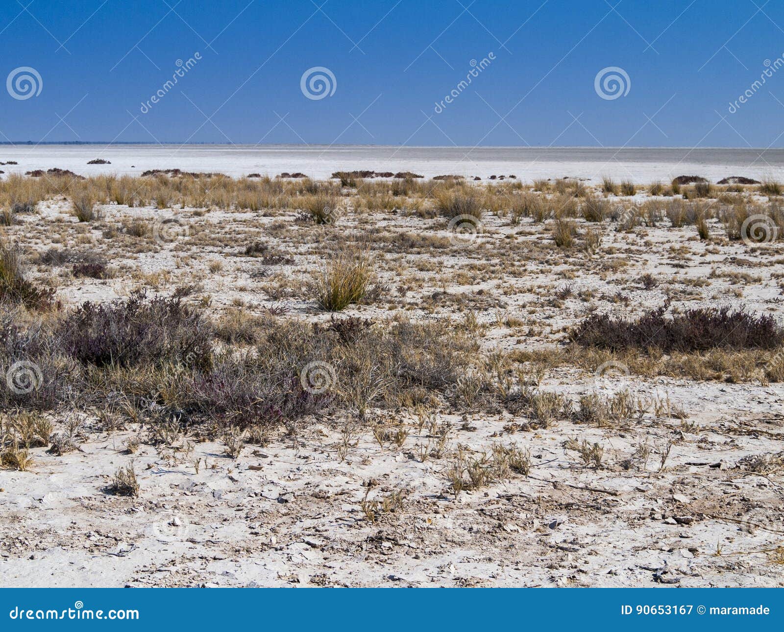 Pan stock image. Image of bush, sand, africa, nature - 90653167