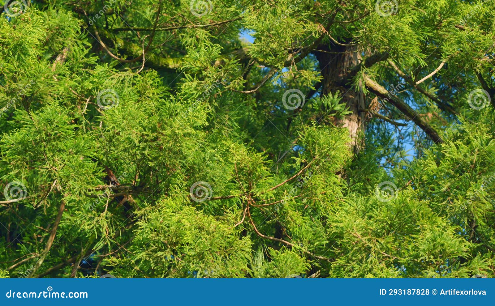 Green Thuja Hedge. Thuja Occidentalis is an Evergreen Coniferous Tree ...