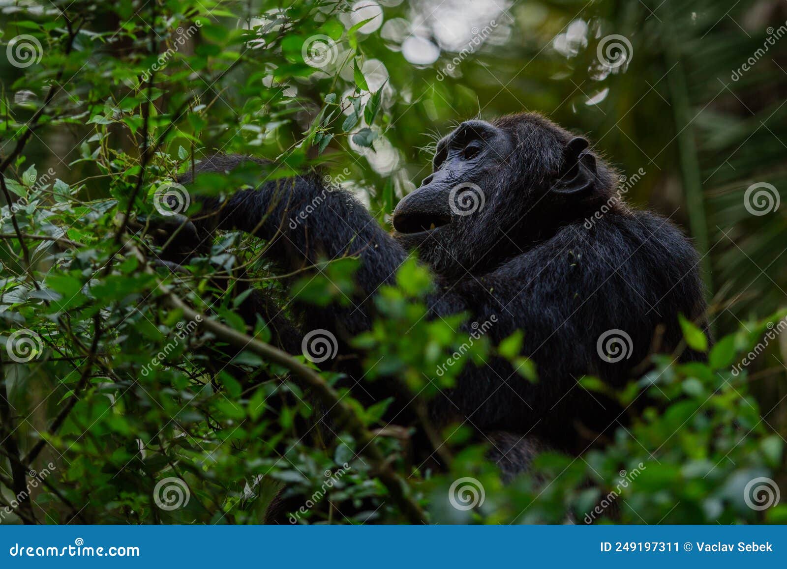 Pan-hooting Chimpanzee Pan Troglodytes Stock Image - Image of monkey ...