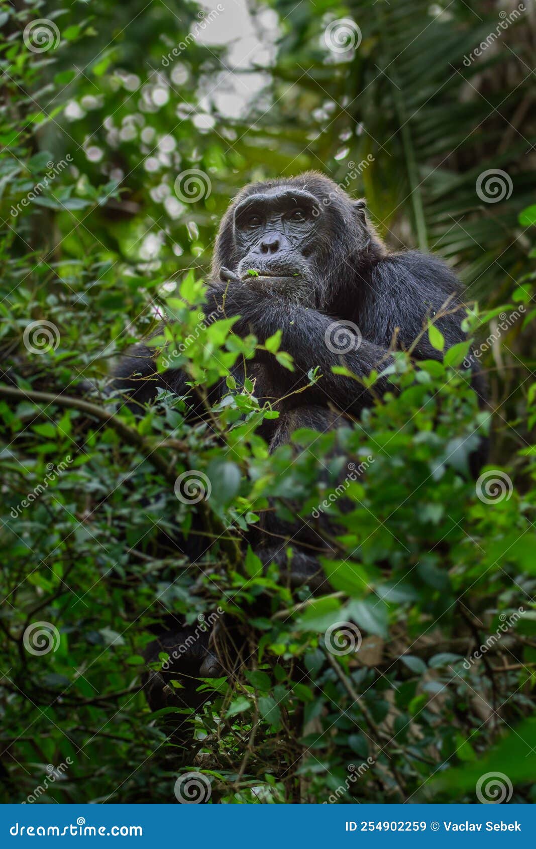 Pan-hooting Chimpanzee Pan Troglodytes Stock Image - Image of ...
