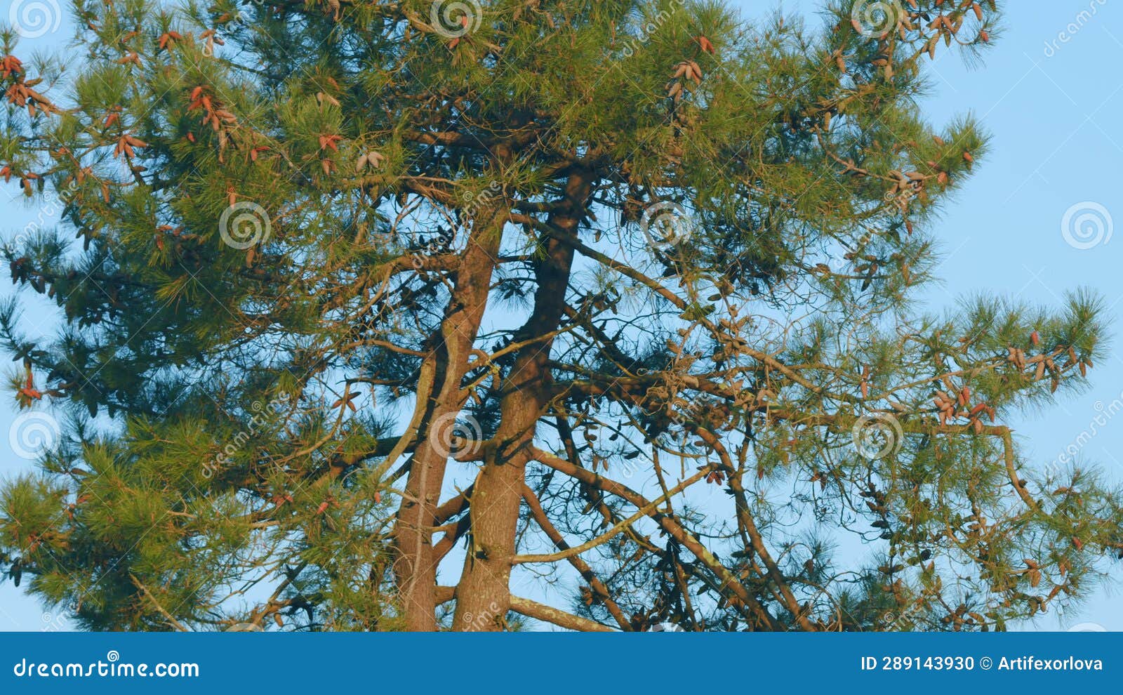Pine Tree is Waving with the Wind. Spikey Leaves of the Pine Trees. Pan ...