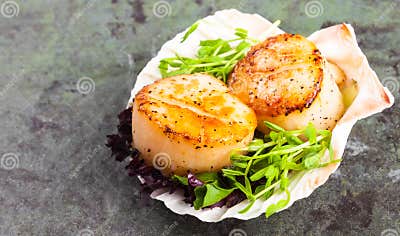 Pan Seared Scallops on a Half Shell Stock Image - Image of shellfish ...