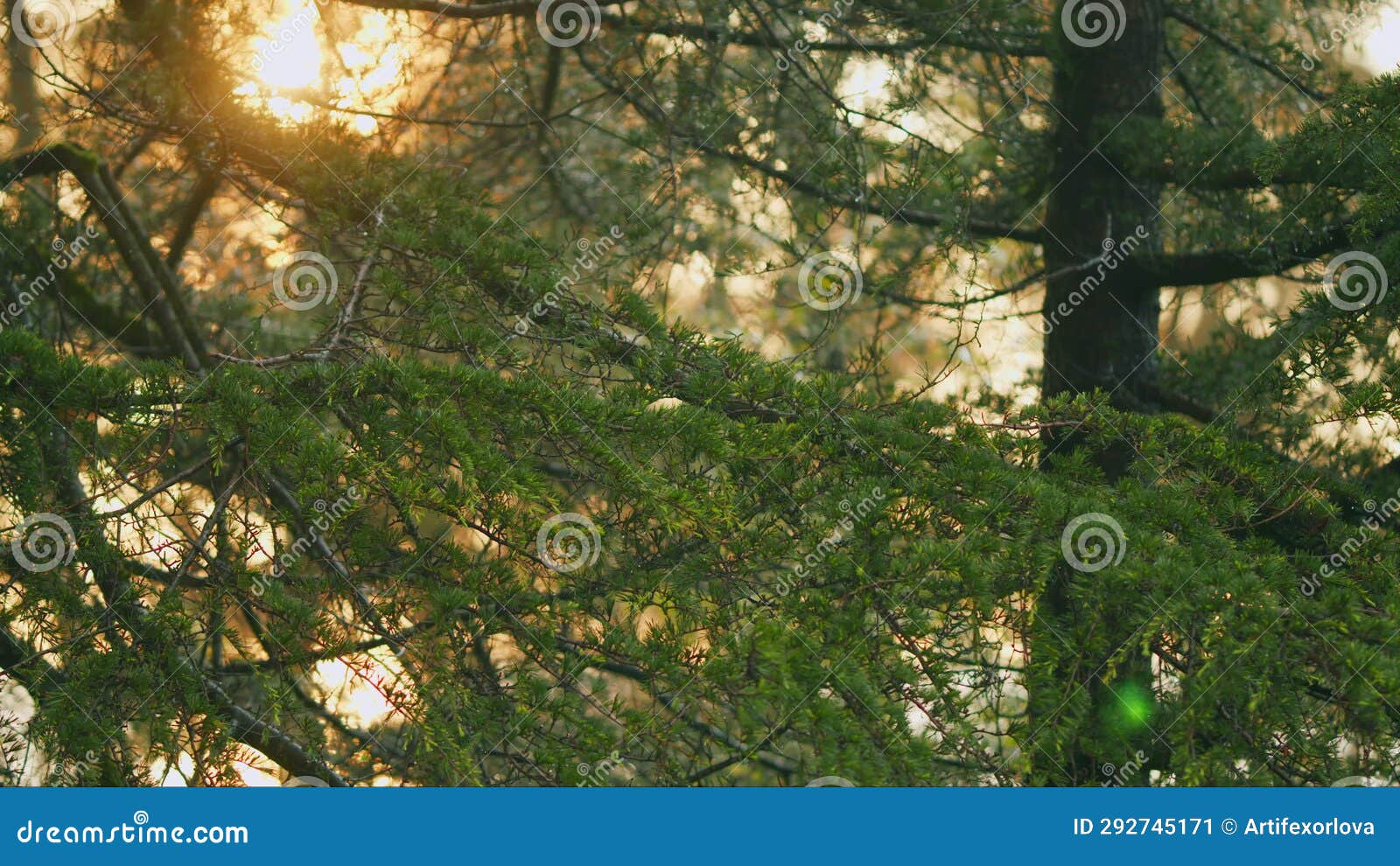 The Suns Rays through Branches of a Pine Tree Illuminated by Sunset Sun Light. Wet Pine Tree ...