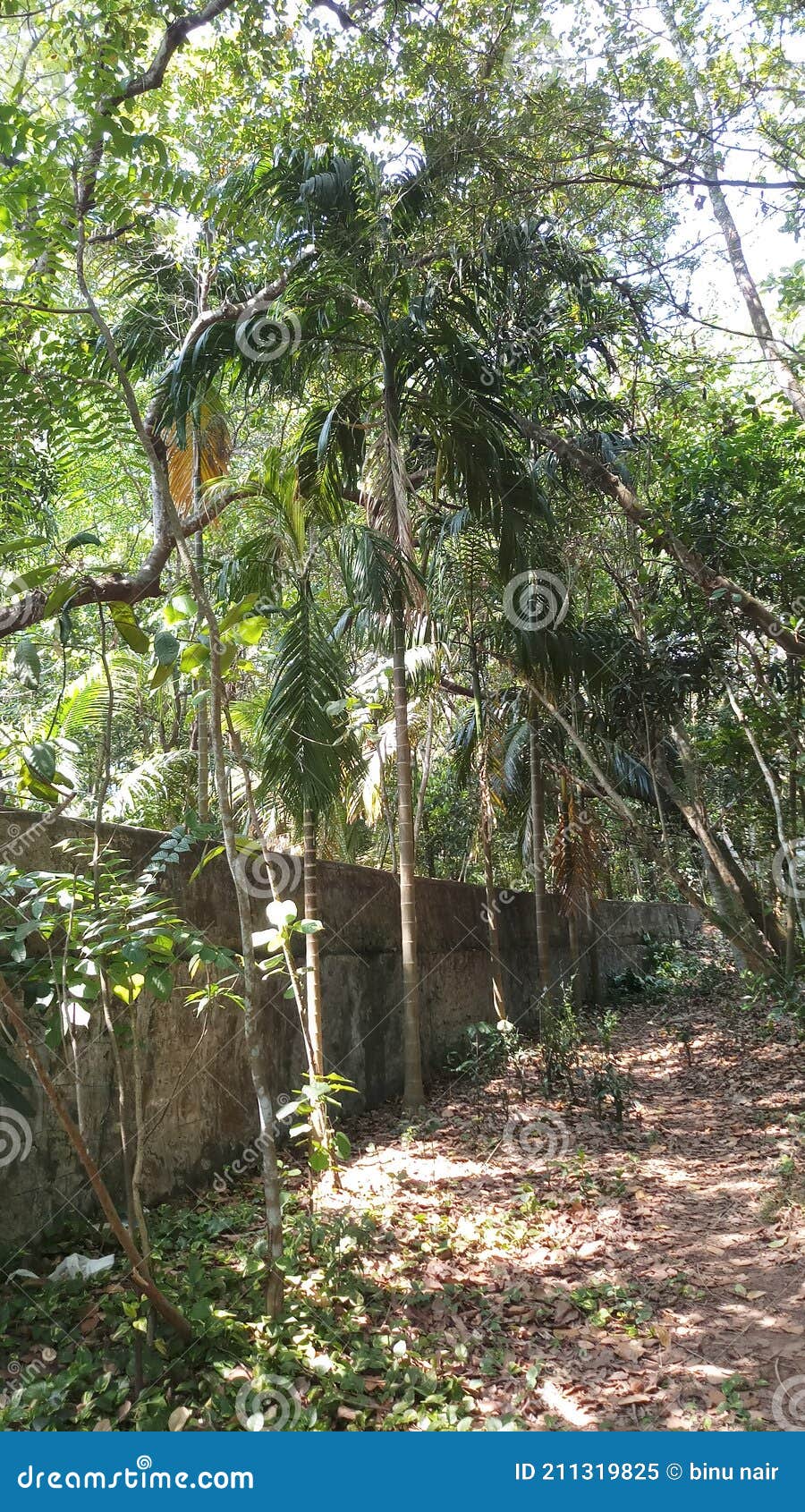 Pan Tree Mango Tree River Side Stock Image - Image of river, canalside ...