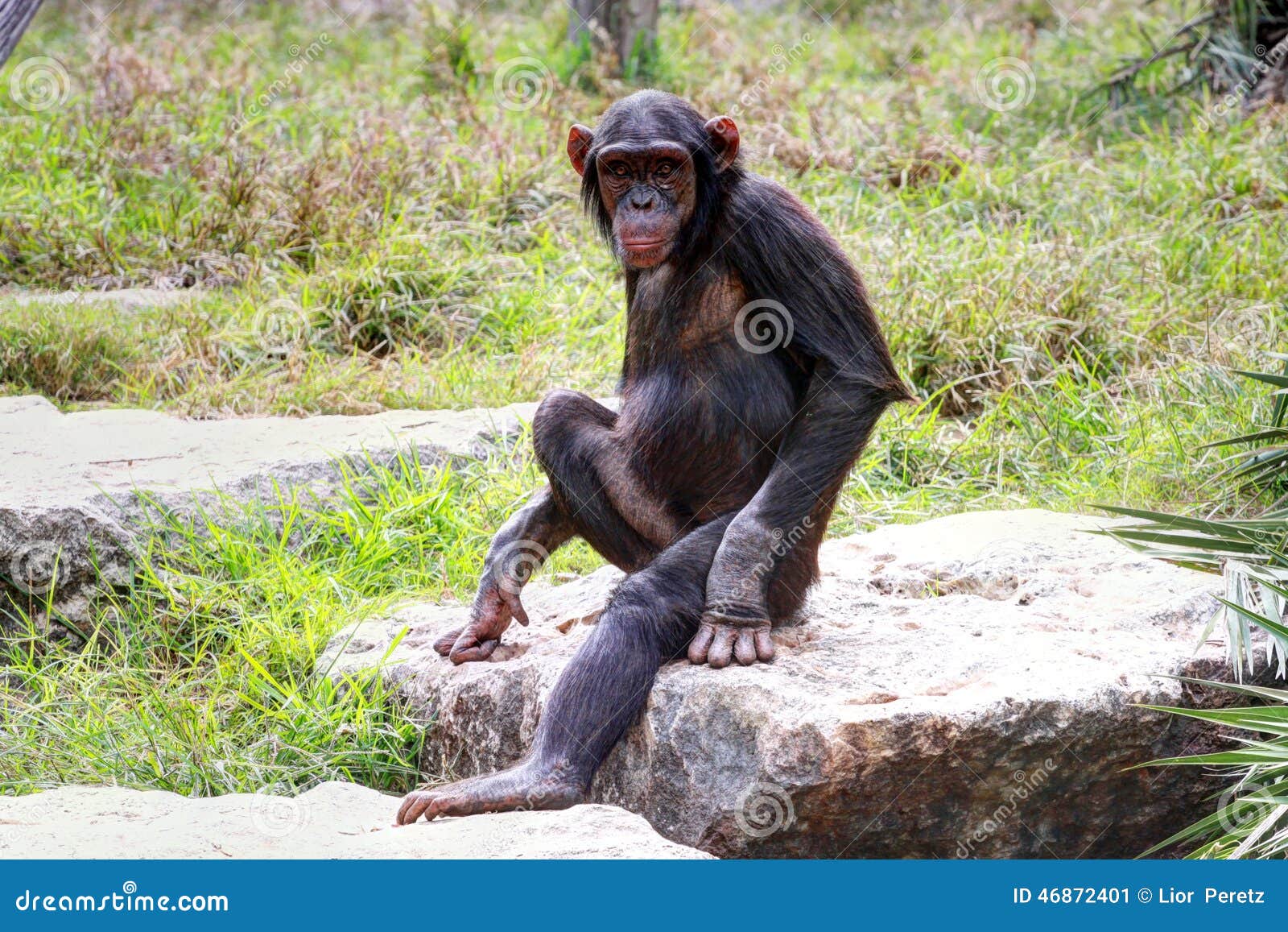 Pan troglodytes - Monkey stock image. Image of life, closeup - 46872401