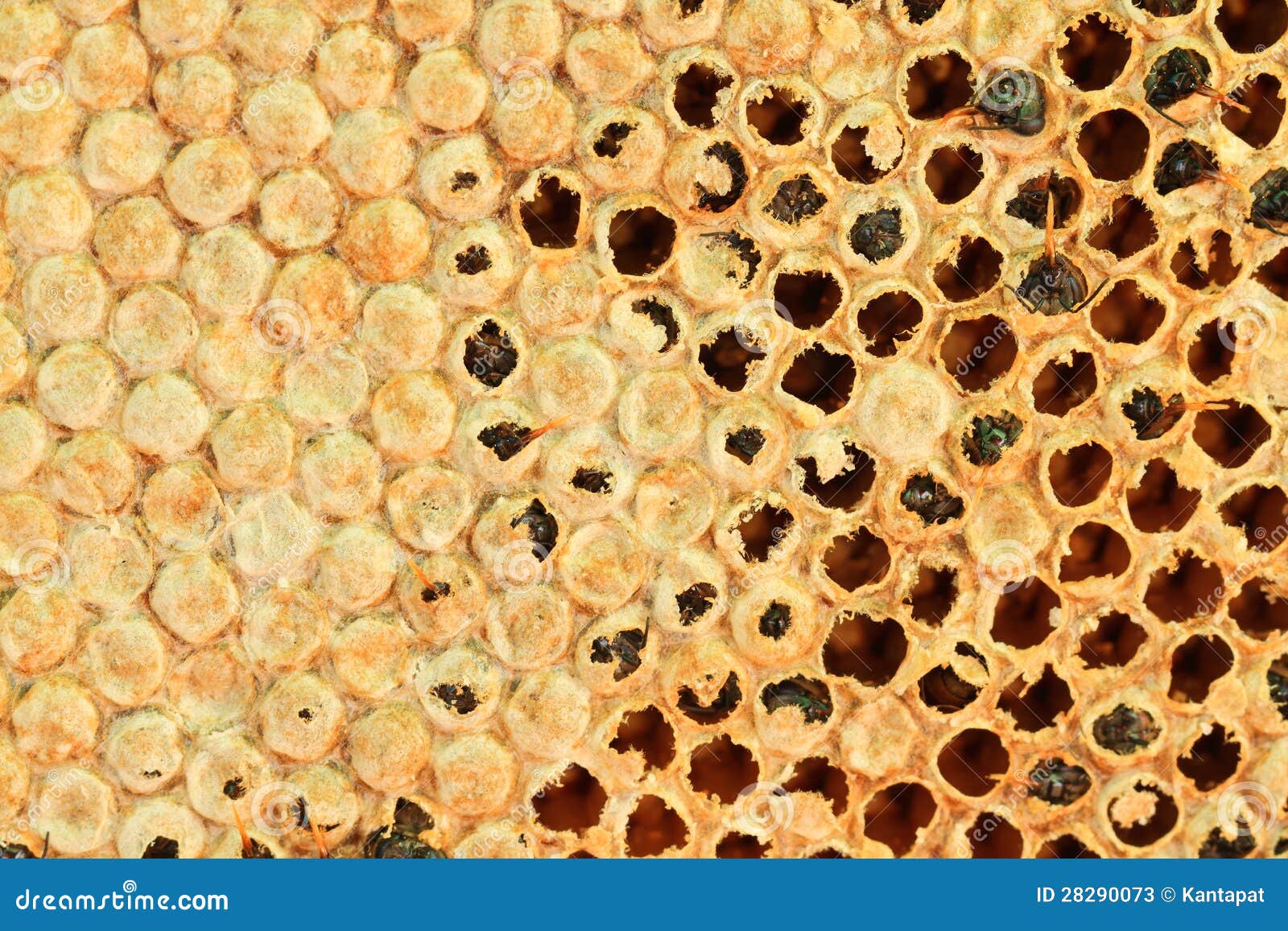 Panal imagen de archivo. Imagen de detalle, cera, modelo - 28290073