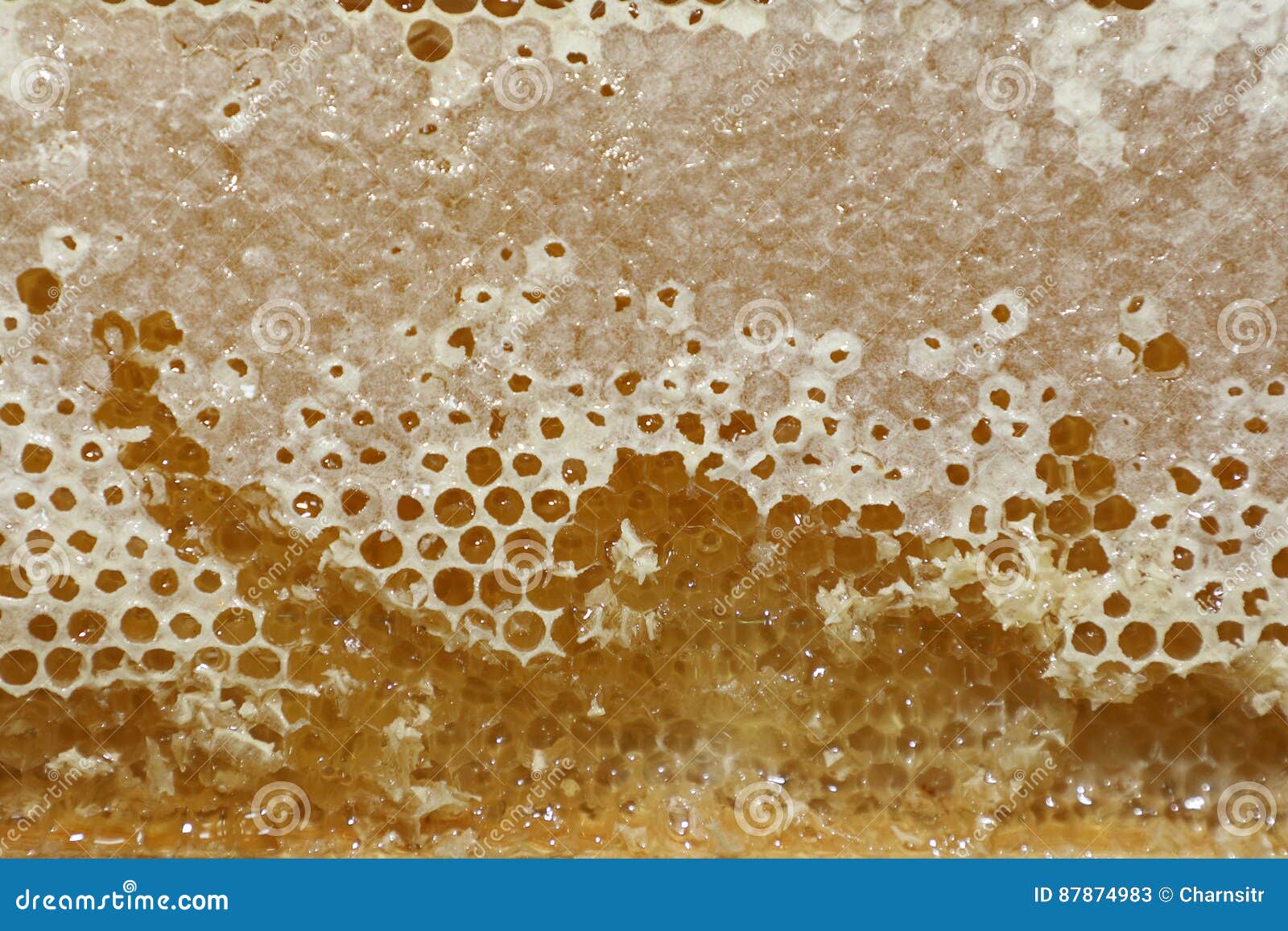 Panal Llenado De Textura De La Miel Imagen de archivo - Imagen de ...