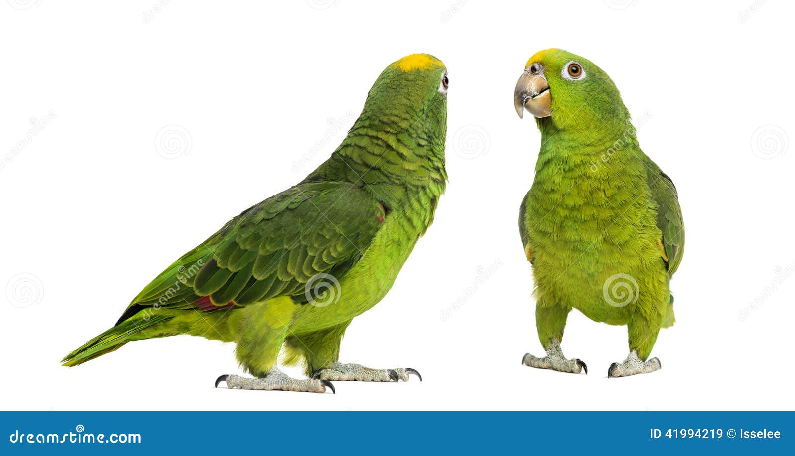 Panama Amazon and Yellow-crowned Amazon Stock Image - Image of amazon ...