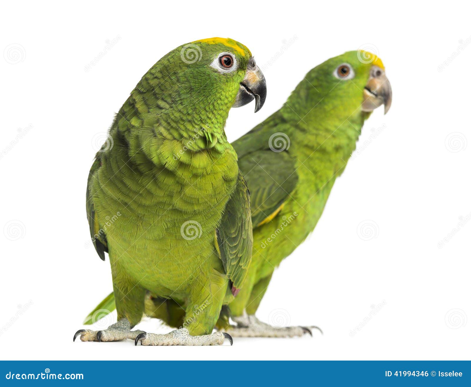 Panama Amazon and Yellow-crowned Amazon Stock Photo - Image of amazona ...