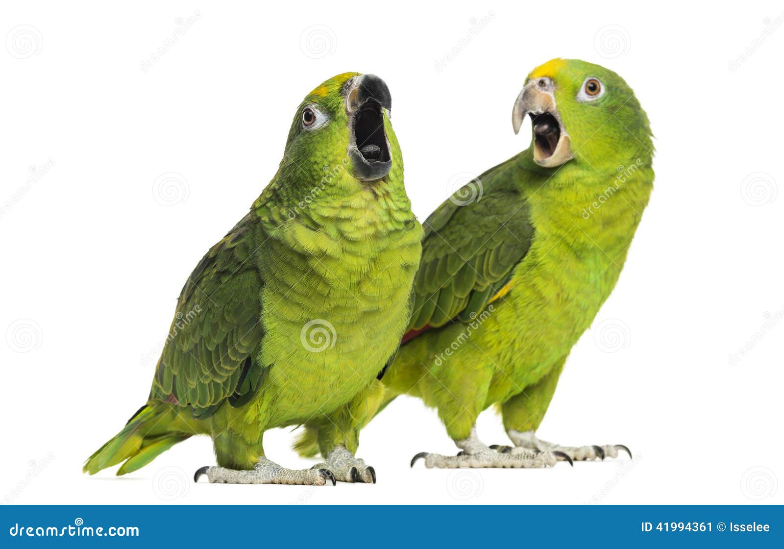 Panama Amazon and Yellow-crowned Amazon Stock Image - Image of ...