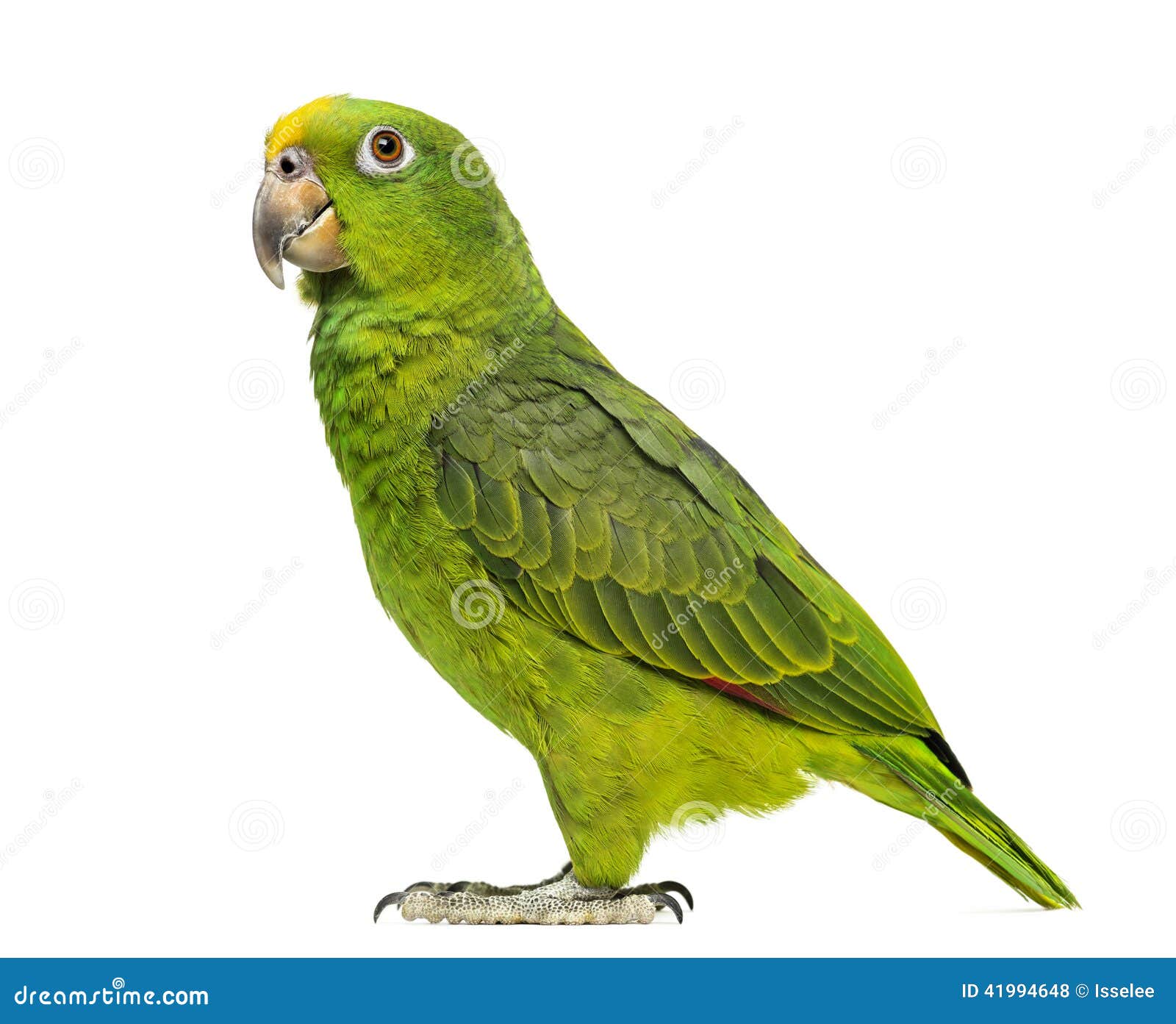 Panama Amazon and Yellow-crowned Amazon Stock Photo - Image of green ...