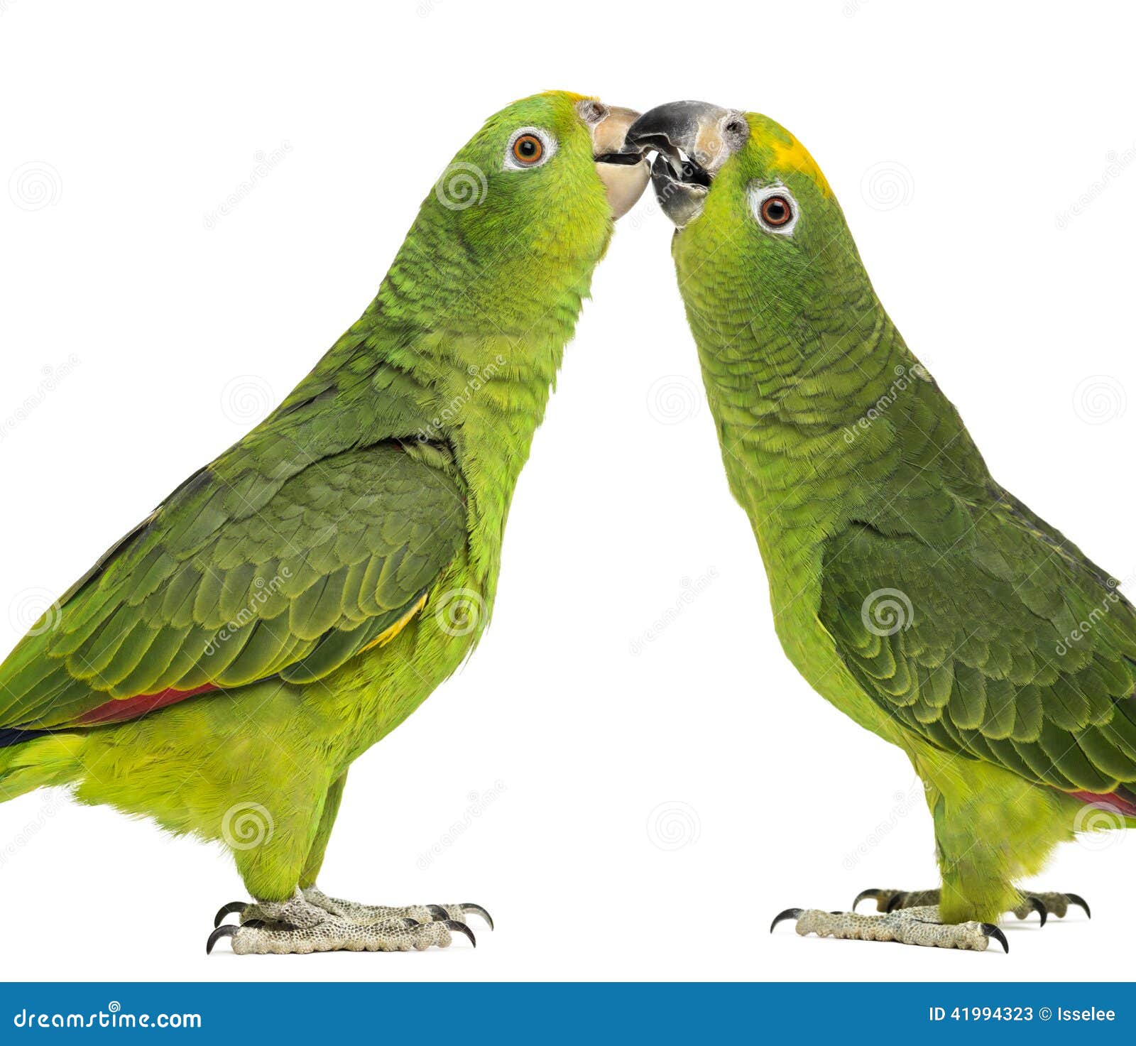 Panama Amazon and Yellow-crowned Amazon Pecking Stock Image - Image of ...