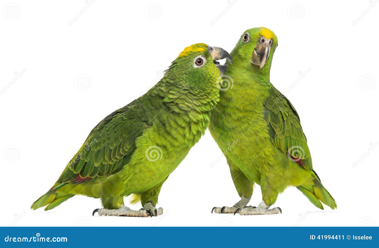Panama Amazon and Yellow-crowned Amazon Pecking Stock Image - Image of ...