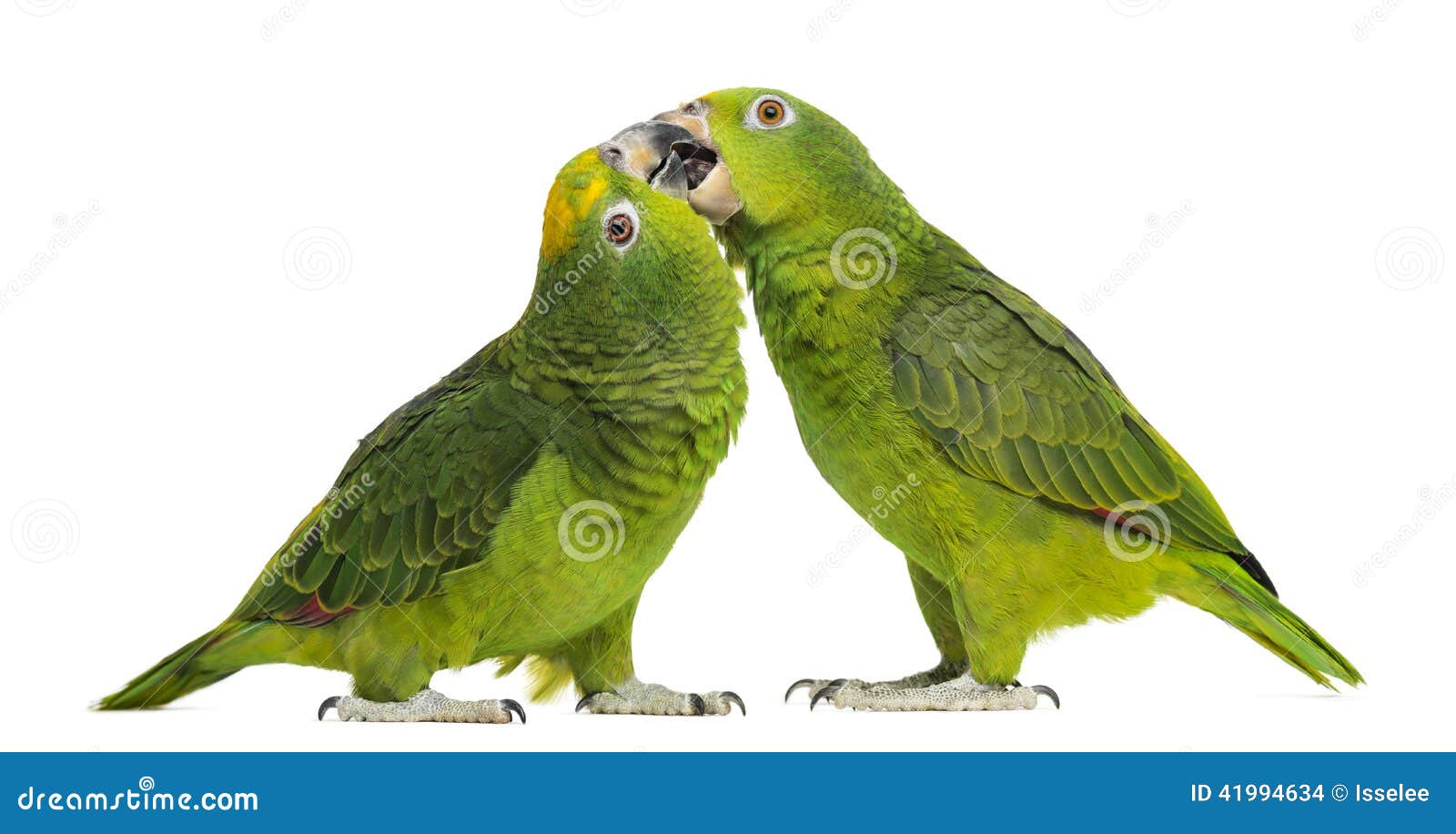 Panama Amazon and Yellow-crowned Amazon Pecking Stock Photo - Image of ...