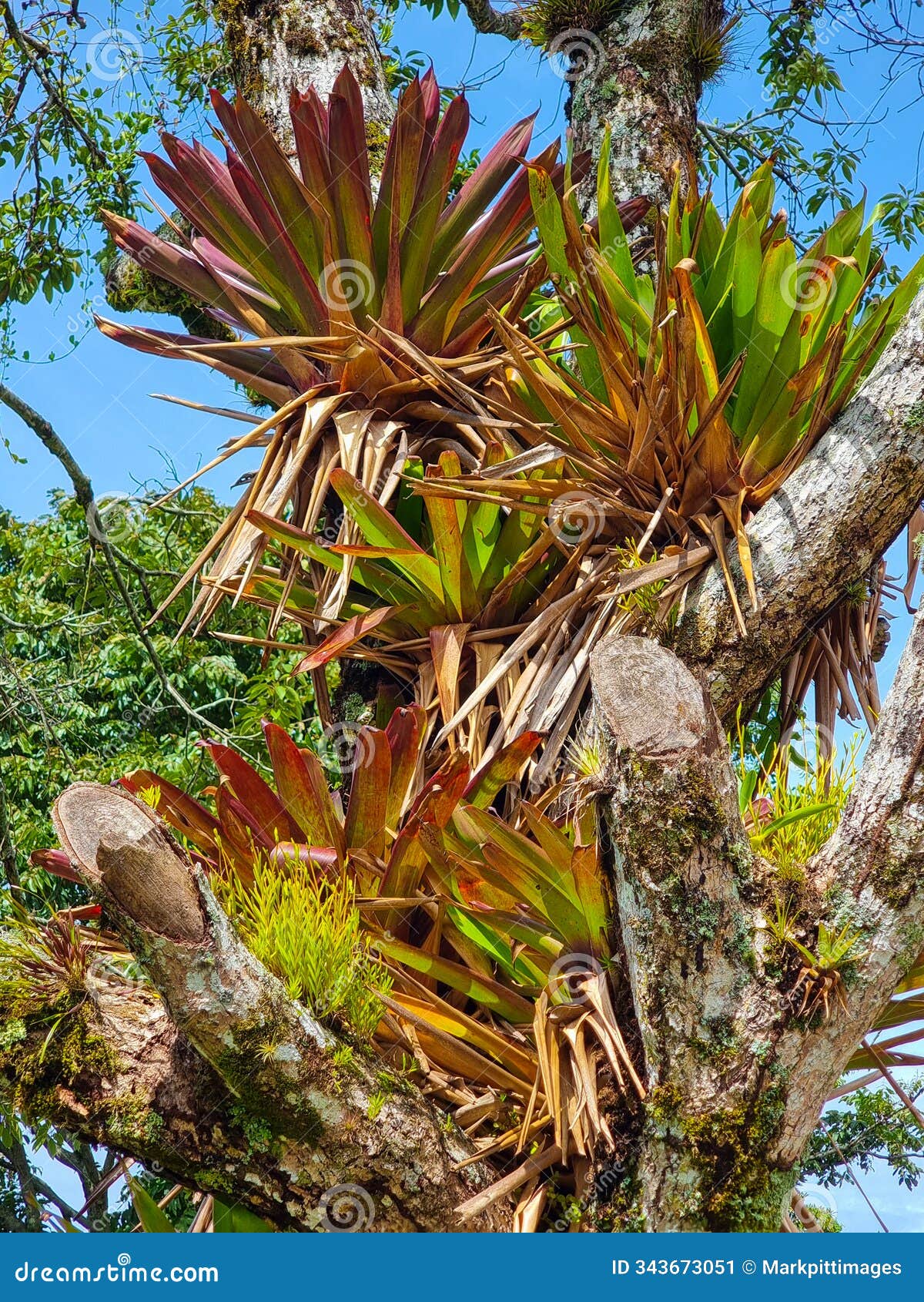 Red Bromeliads On A Tree Royalty-Free Stock Image | CartoonDealer.com ...