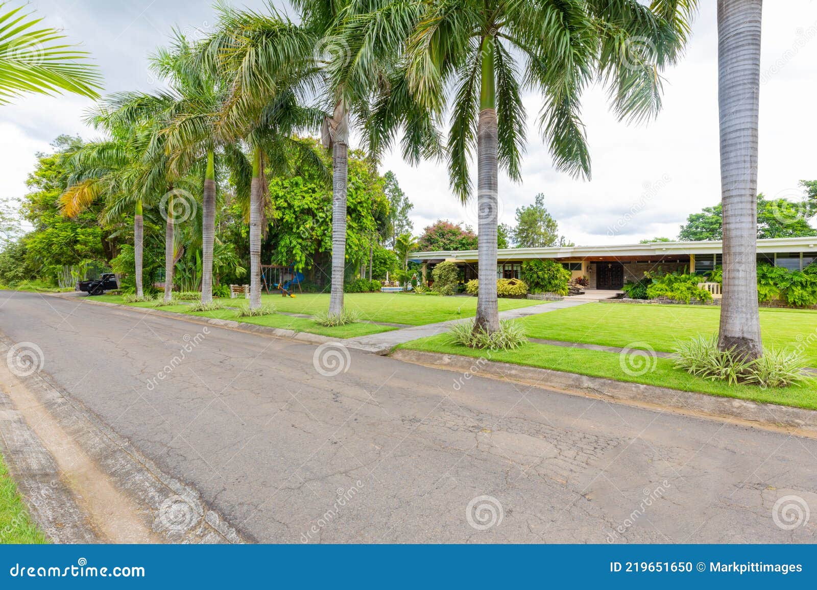 Panama David, Driveway Lined with Palm Trees Editorial Image - Image of ...