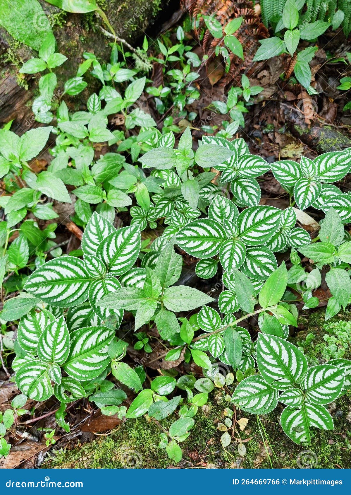 Panama, Highlands, Impatiens Marianae Plants Stock Photo - Image of ...