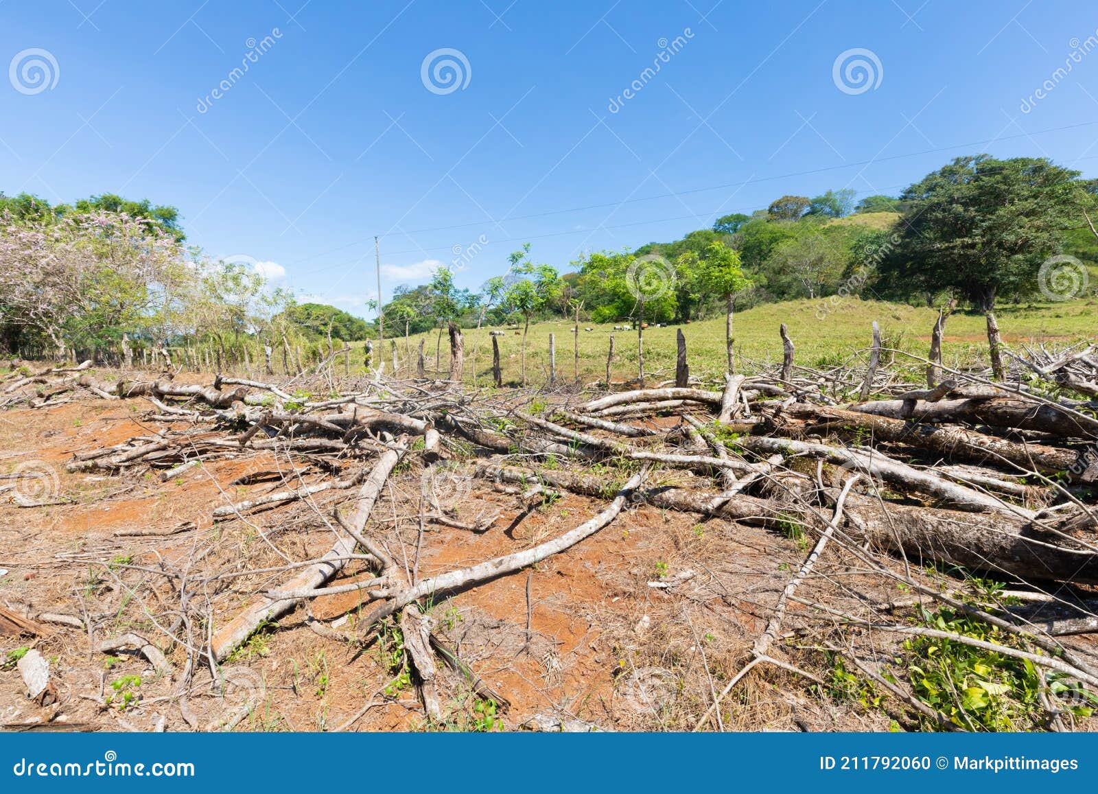 Panama Las Lajas District, Deforestation Stock Photo - Image of nature ...