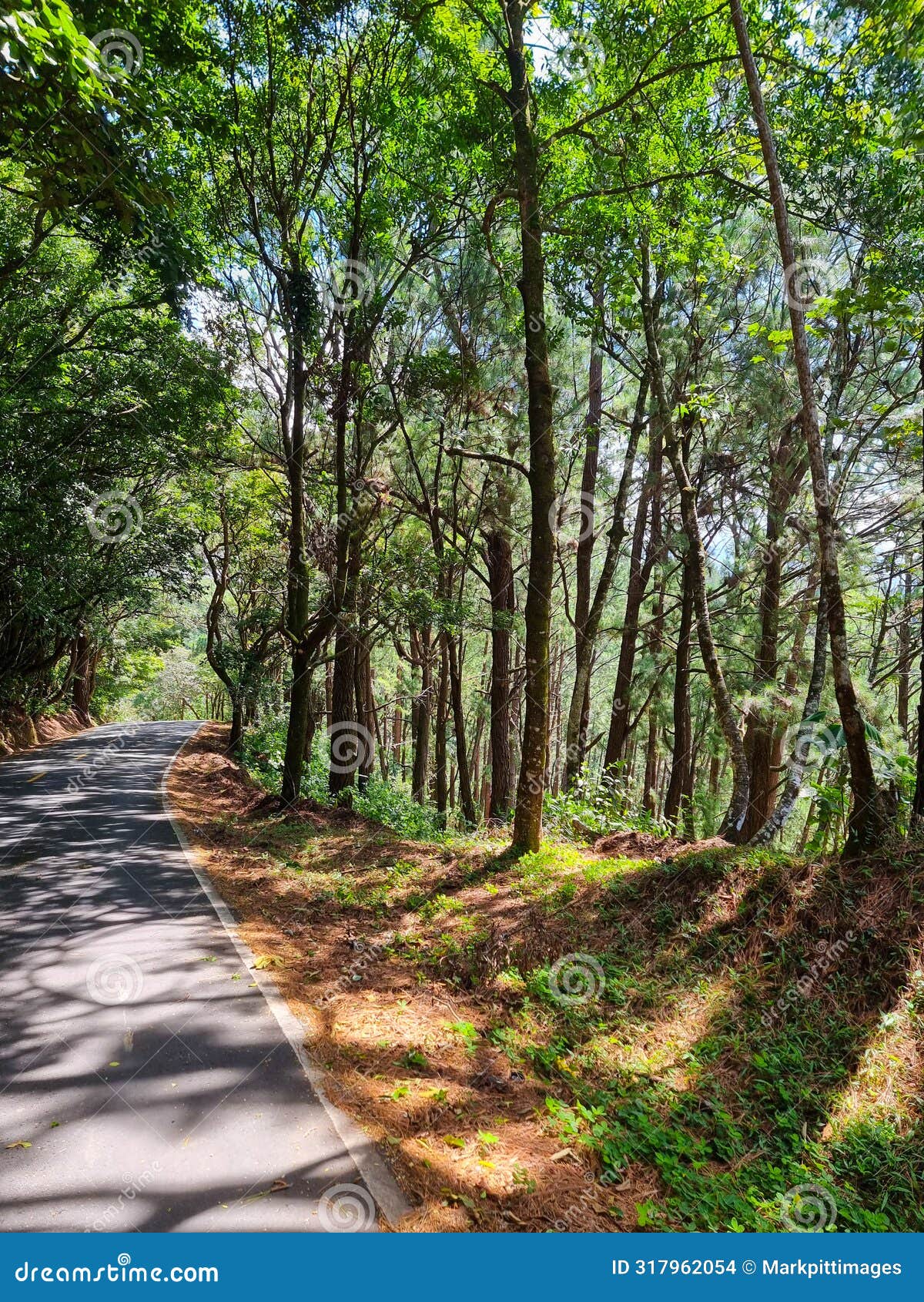 Panama, Palmira, Road in the Forest Stock Photo - Image of nature, road ...