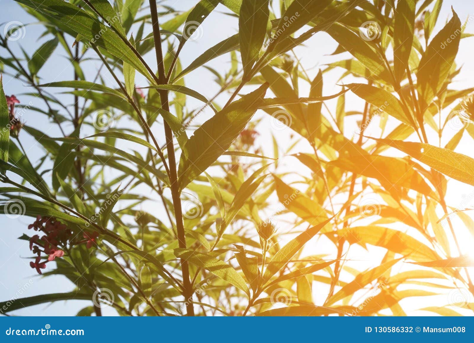 Panama Rose Tree in Nature Garden Stock Photo - Image of plant, meadow ...