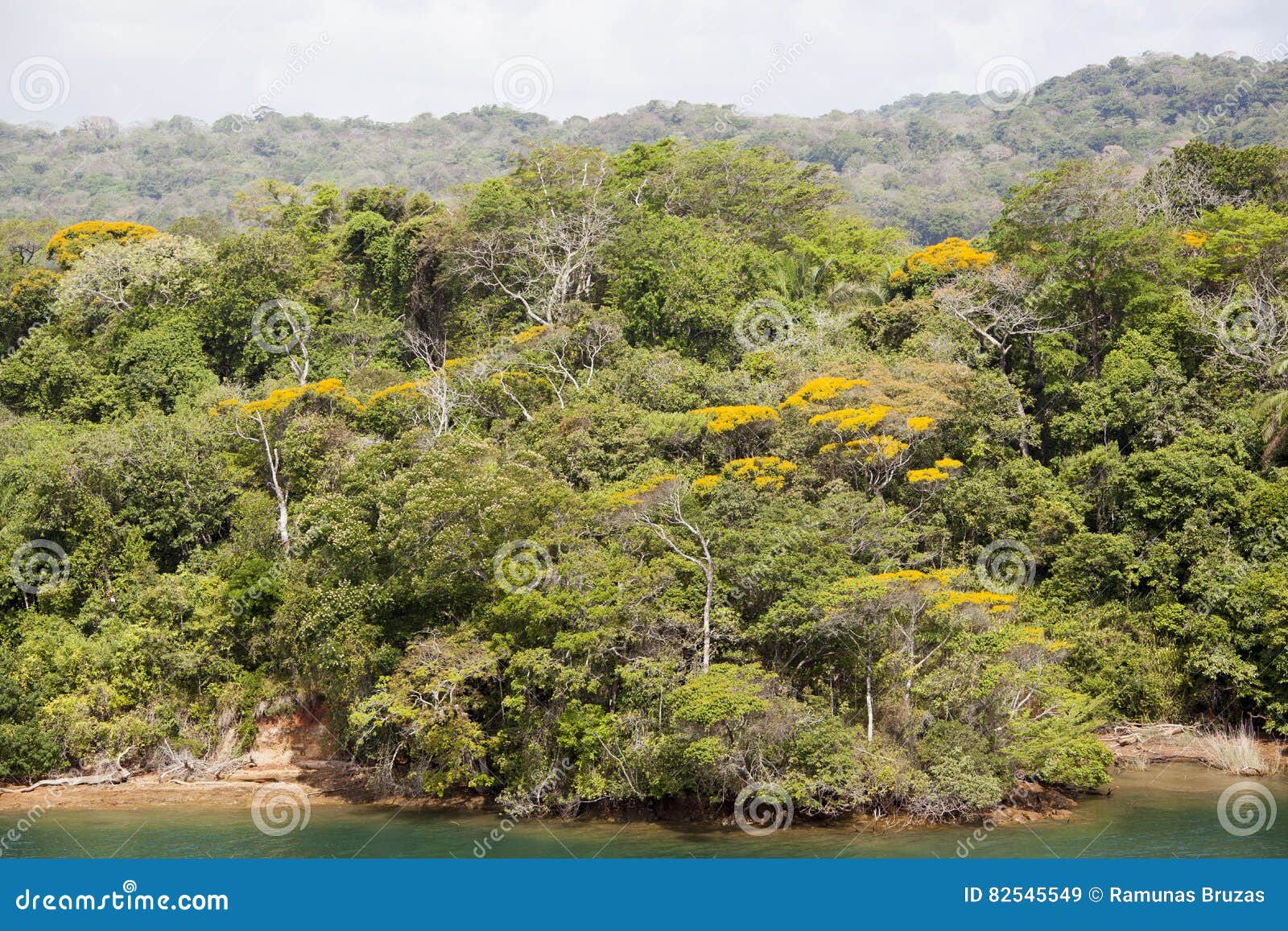 Panama`s Jungle Shore stock image. Image of panama, trees - 82545549