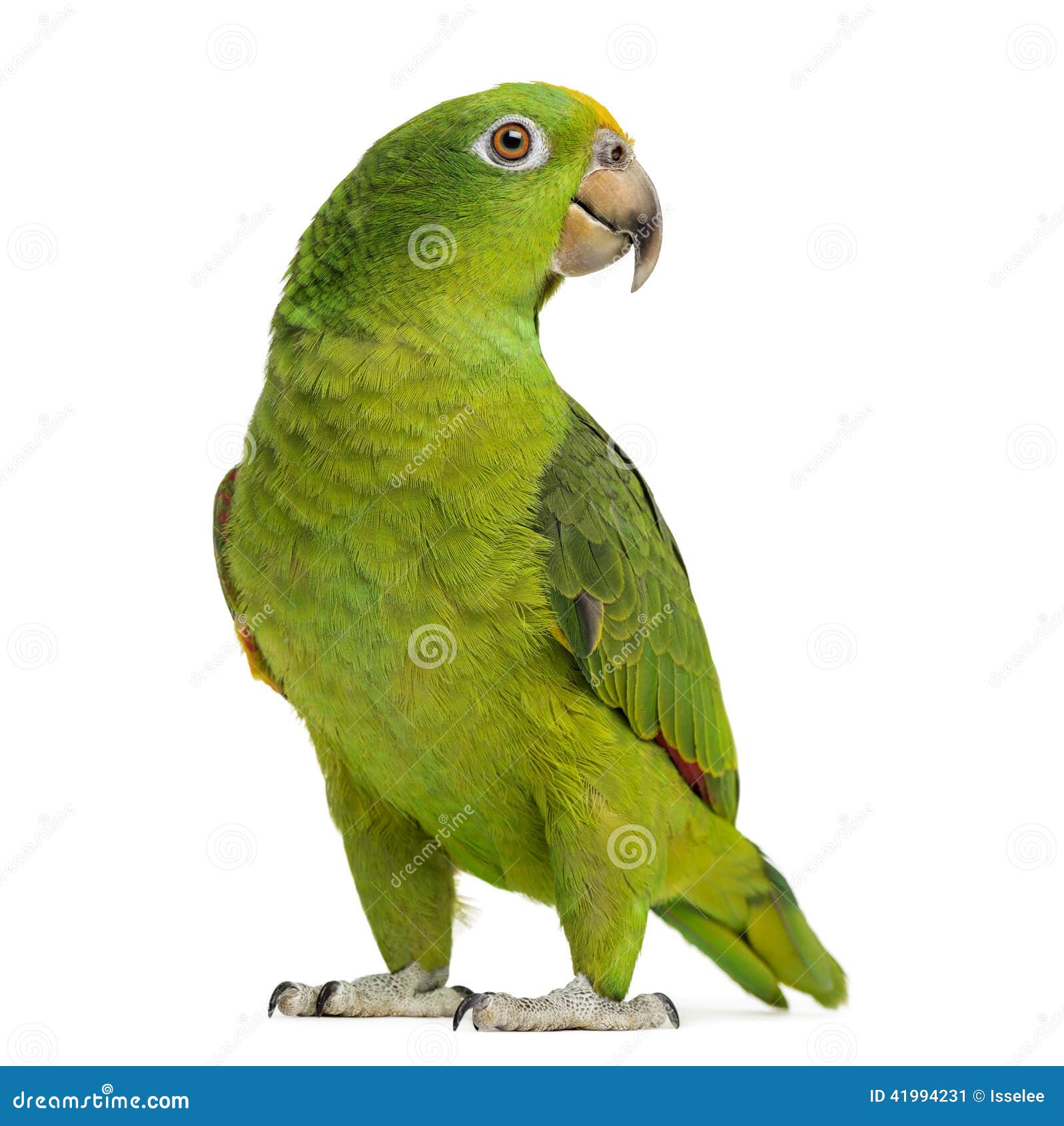 Yellow-headed Caracara, Milvago Chimachima, Bird Fly Above Green ...