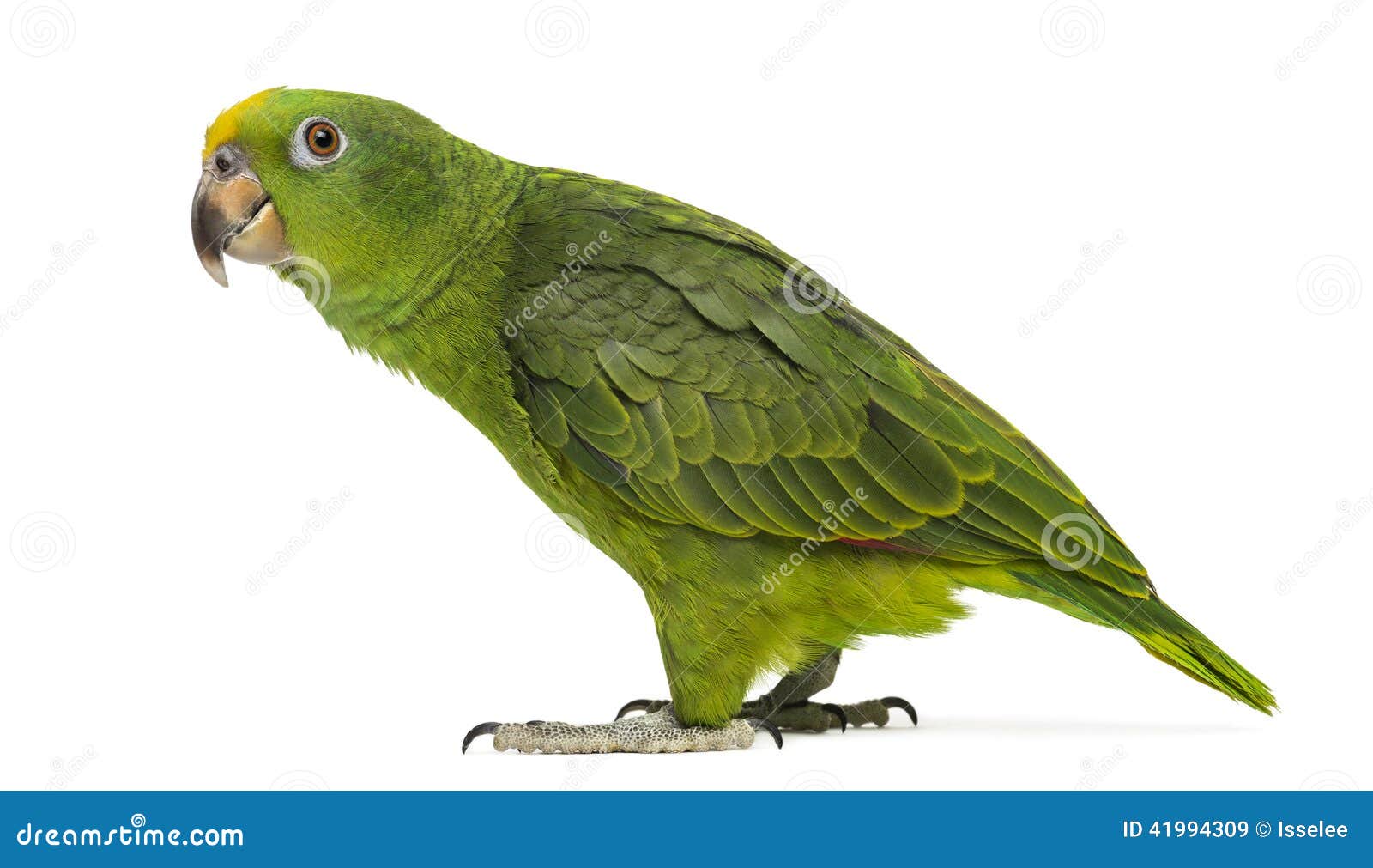 Panama Yellow-headed Amazon (5 Months Old) Stock Image - Image of view ...