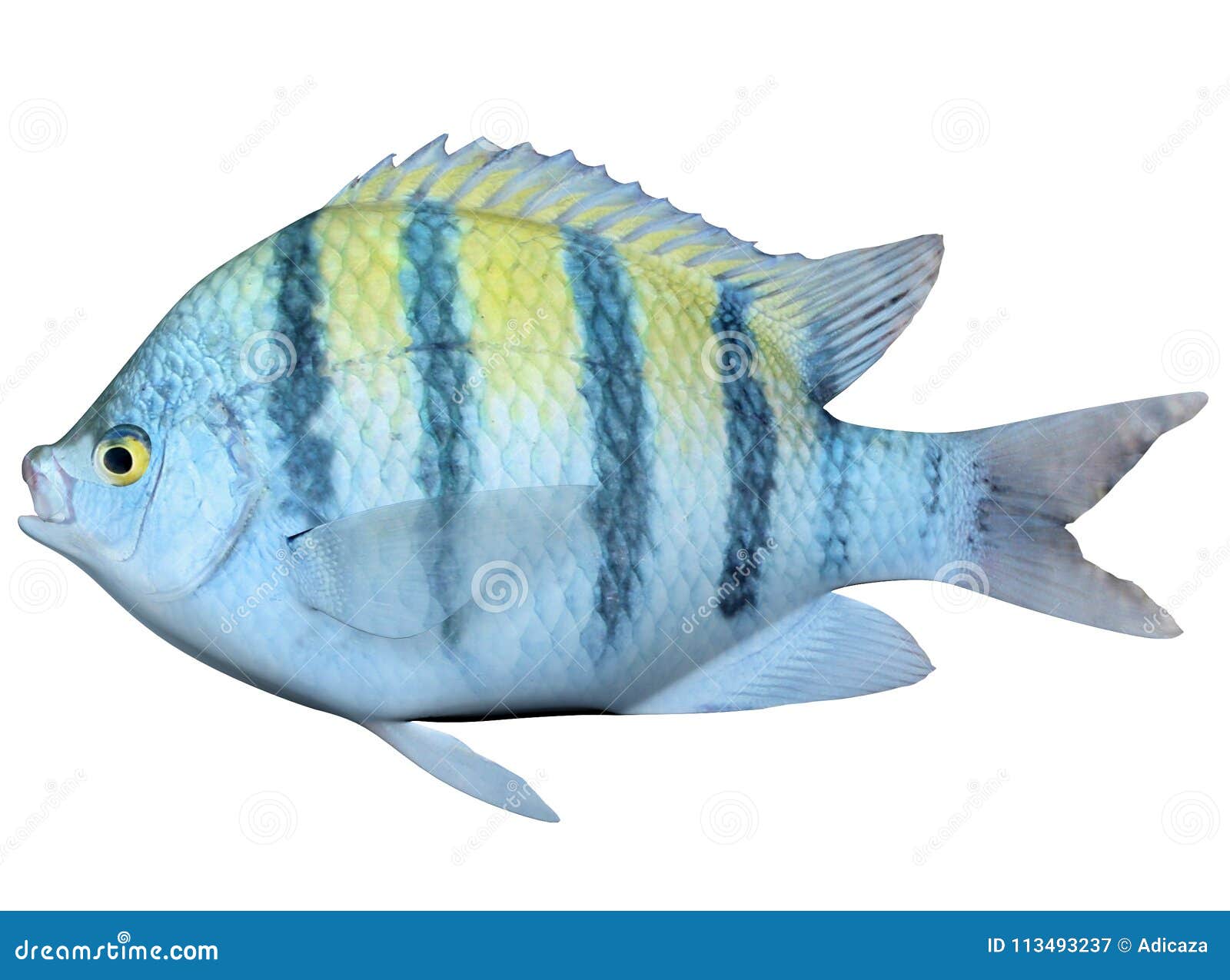 Panamic Sergeant Major stock illustration. Illustration of seafood ...