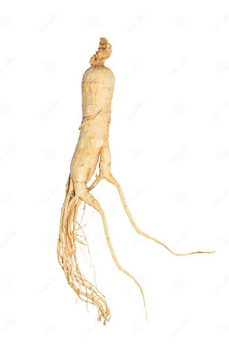 Panax stock image. Image of background, herbal, korean - 25487993