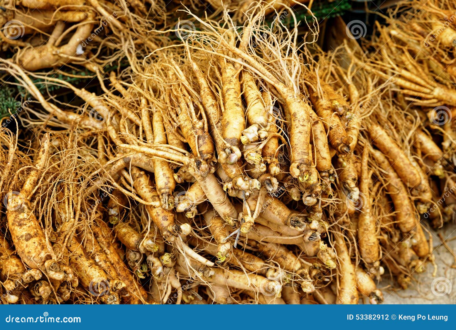 Panax ginseng stock photo. Image of ginseng, medicinal - 53382912