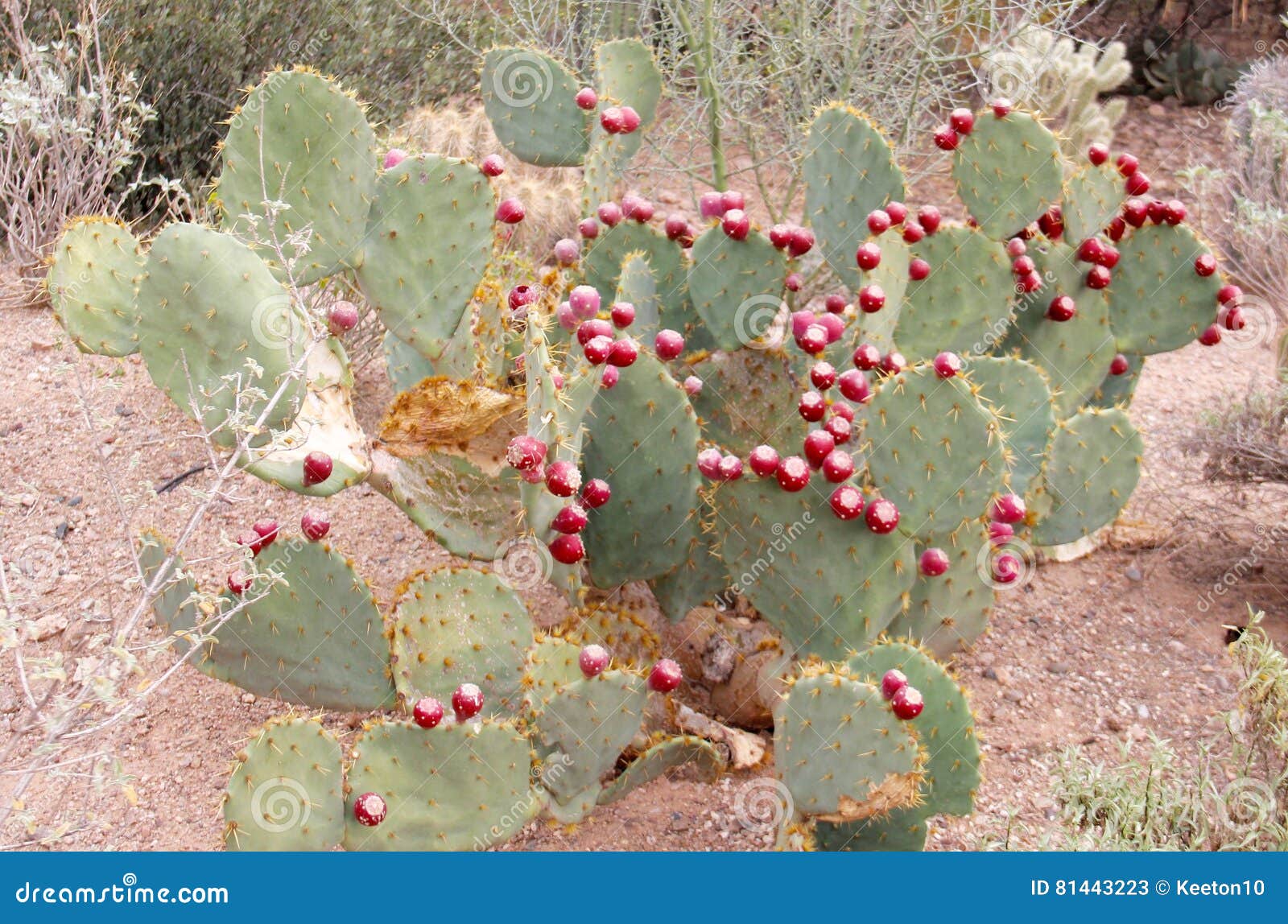 Pancake Prickly Pear Cactus Stock Image - Image of arizona, prickly ...