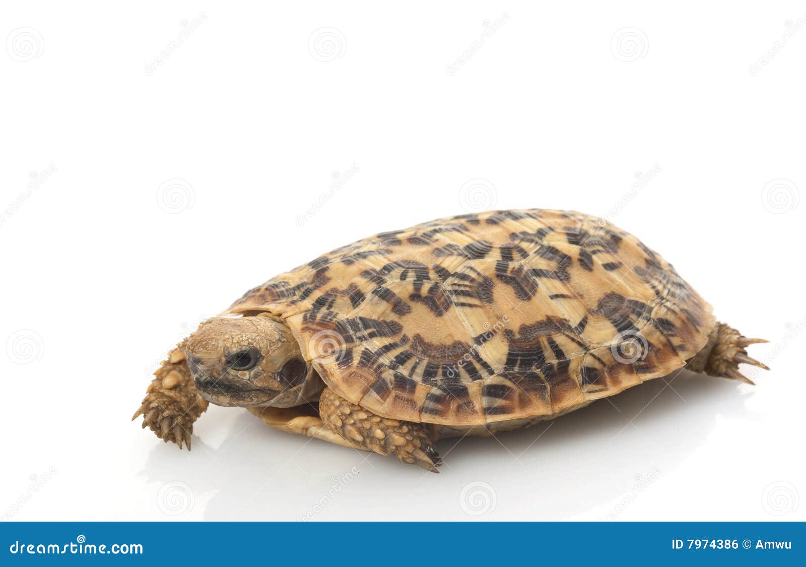 Pancake Tortoise stock photo. Image of species, turtle - 7974386