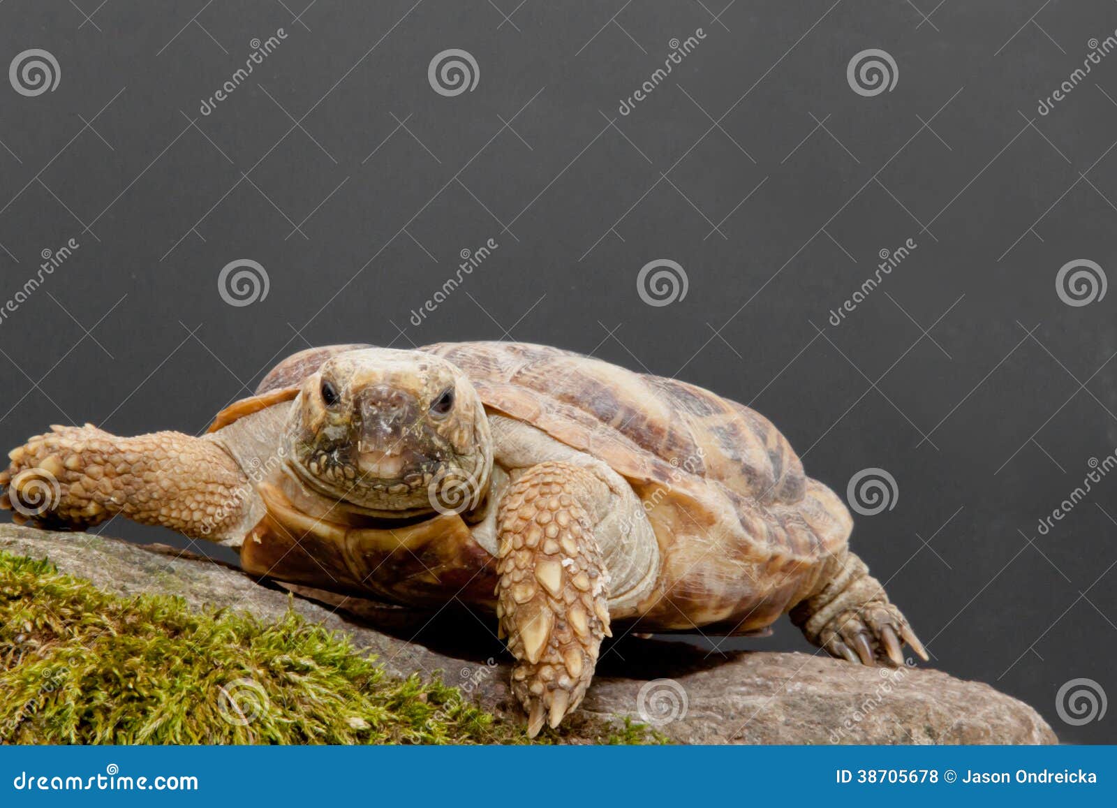 Pancake Tortoise stock photo. Image of lazy, biology - 38705678