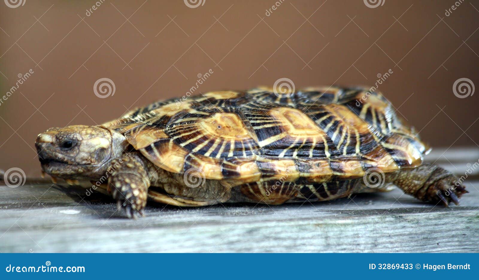 Pancake tortoise stock image. Image of endangered, animal - 32869433