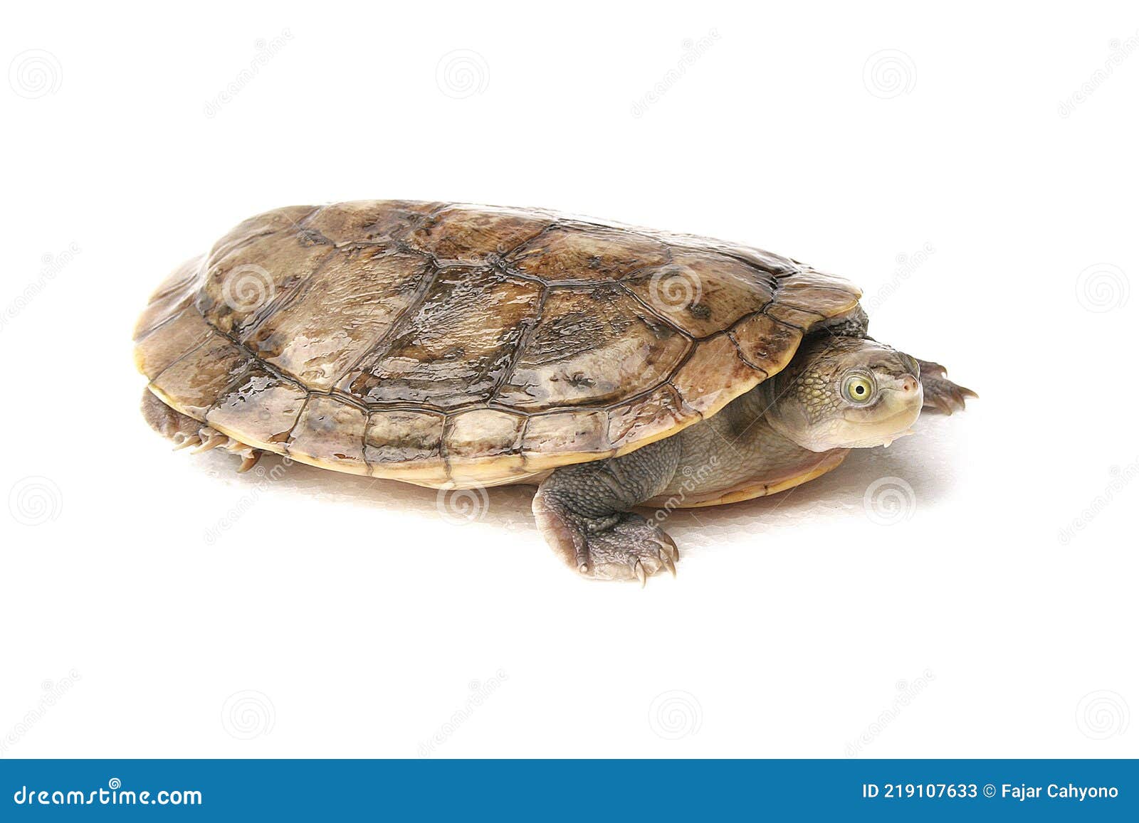 Pancake Turtle Tortoise Malacochersus Tornieri Stock Image - Image of ...