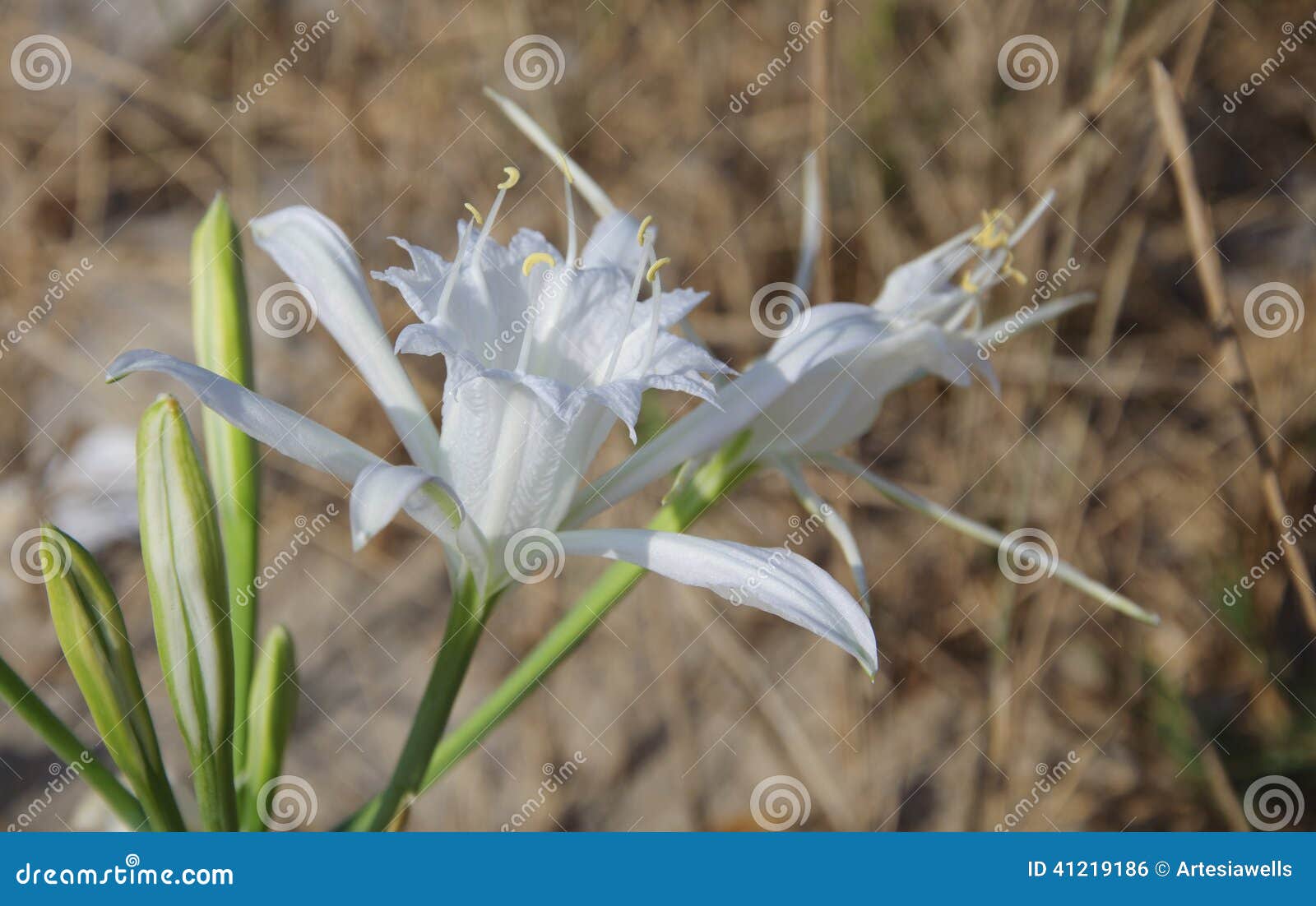 Pancratium Maritimum Nom Commun : Jonquille De Mer, Lis De Mer, Sable ...