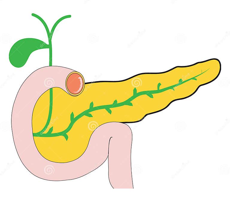 Pancreas stock vector. Illustration of cross, organ, anatomy - 1940391