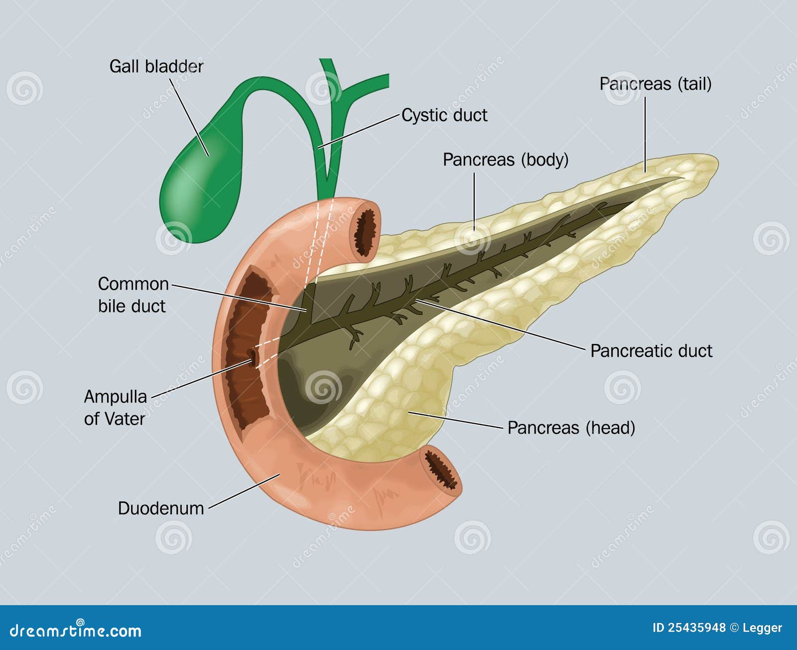 Pancreas Model Ampulla Of Vater